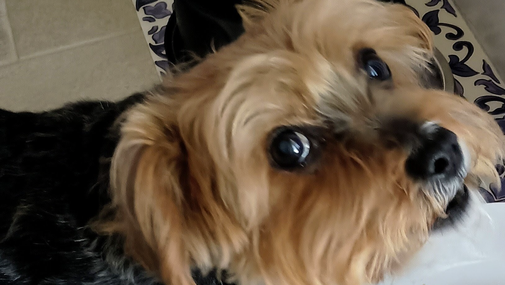Fundraiser by Michele G : Support Peanut’s Dental Surgery and Recovery