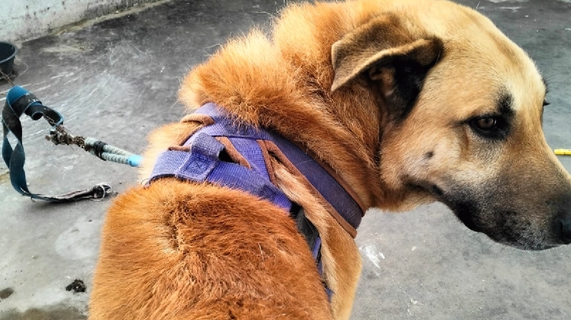 Fundraiser by Alison Gokul : More abused dogs needing help.