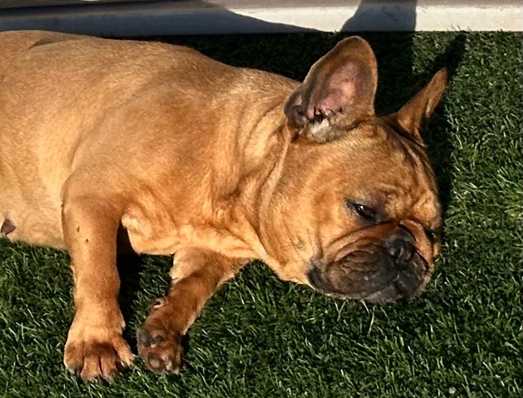 Fundraiser by Megan Maloney : Help Freyja Heal for the Holidays