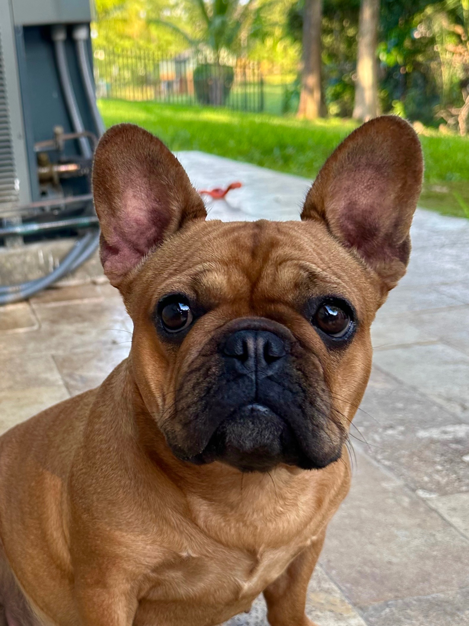 Fundraiser by Megan Maloney : Help Freyja Heal for the Holidays