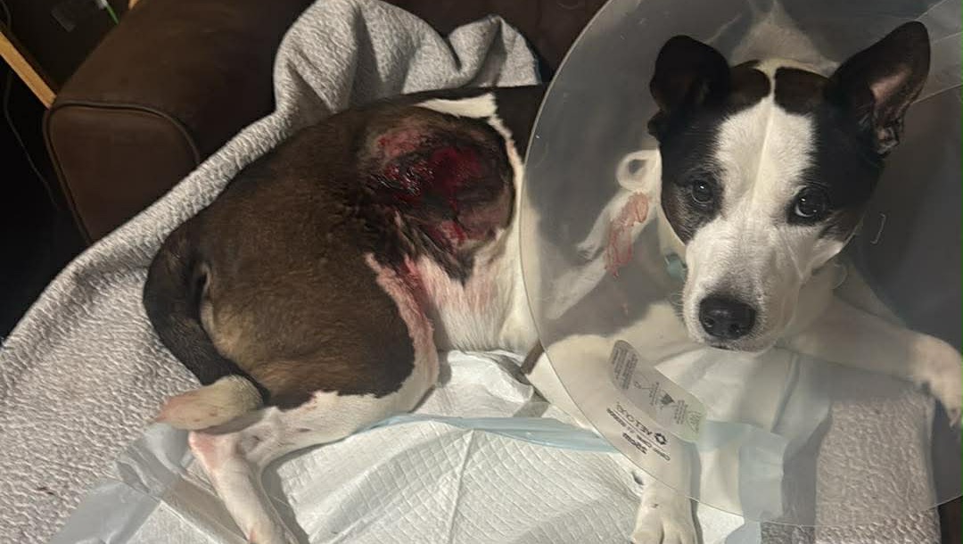 Fundraiser by Maira Diaz : Help Roxie Get Life-Saving Surgery