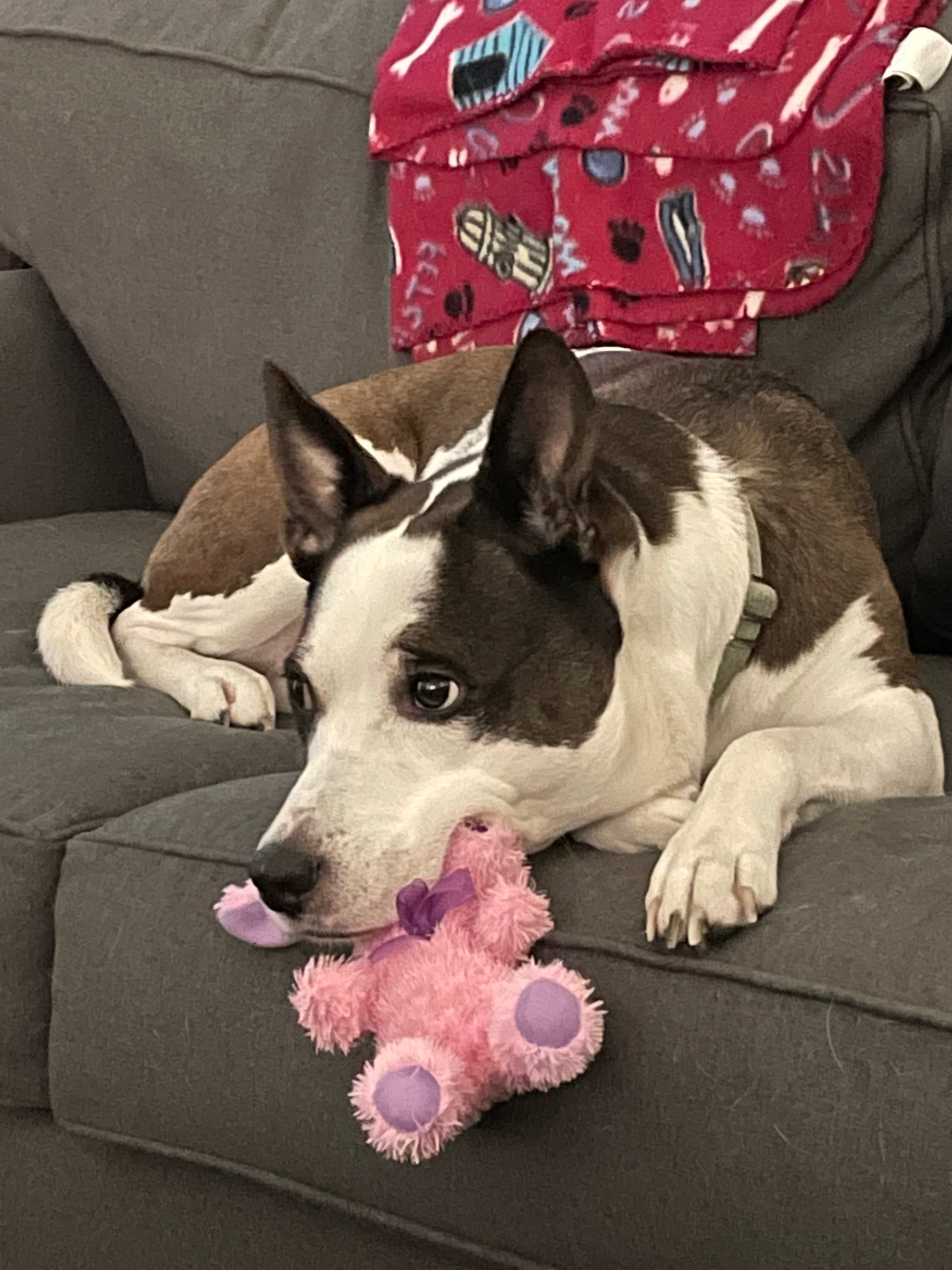 Fundraiser by Maira Diaz : Help Roxie Get Life-Saving Surgery