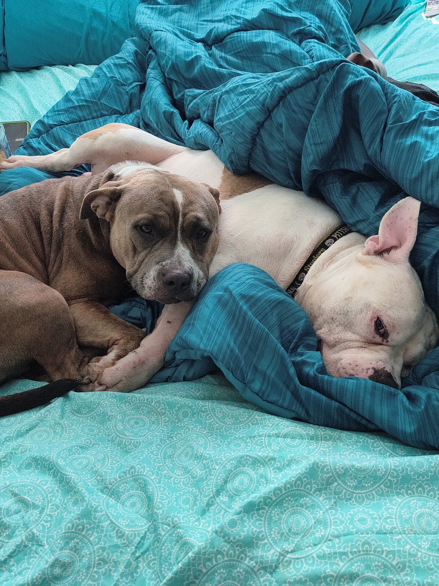 Fundraiser for Natalie Golden by Savannah Collier : Help Save My Sweet ...