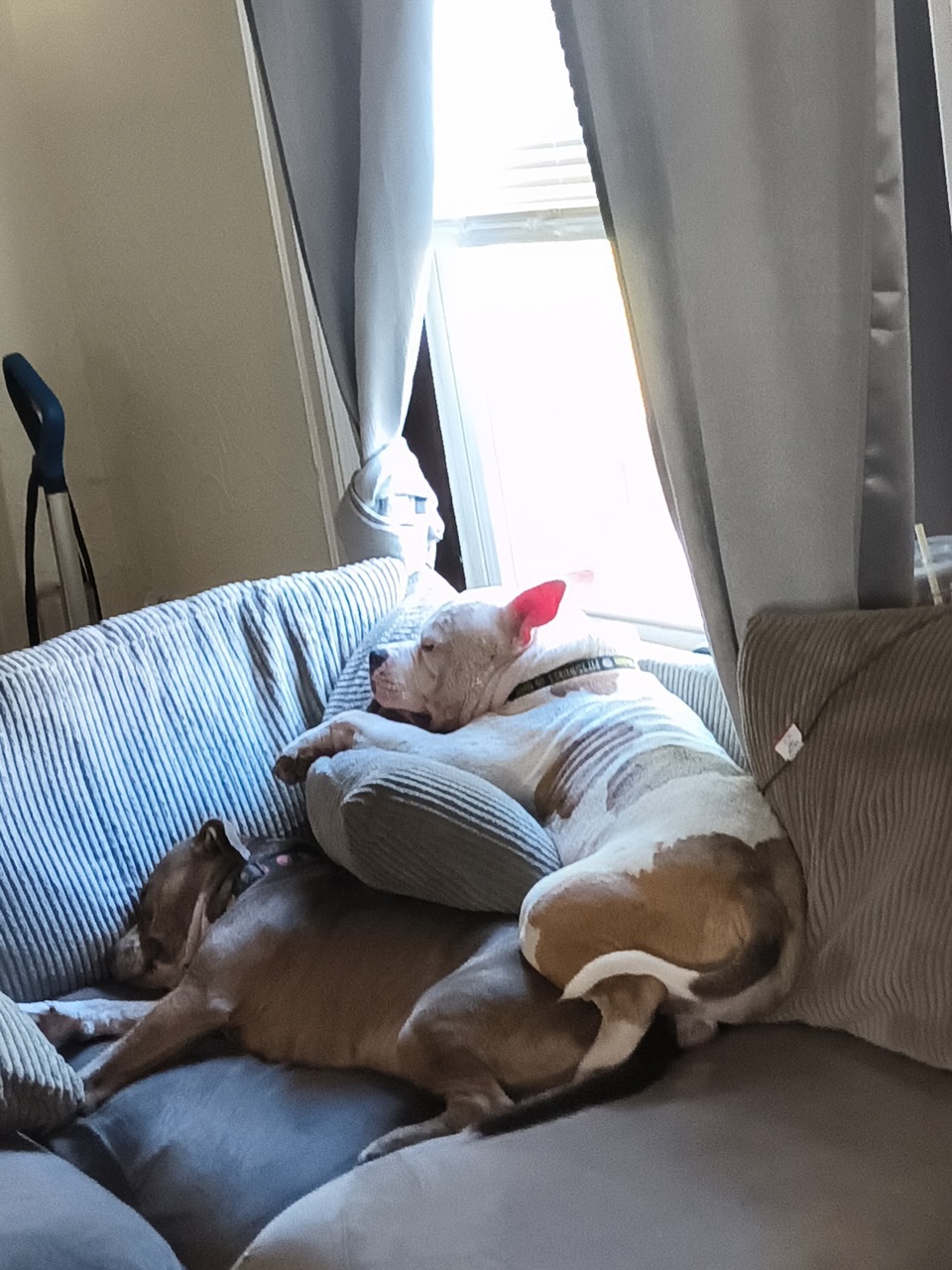 Fundraiser for Natalie Golden by Savannah Collier : Help Save My Sweet ...