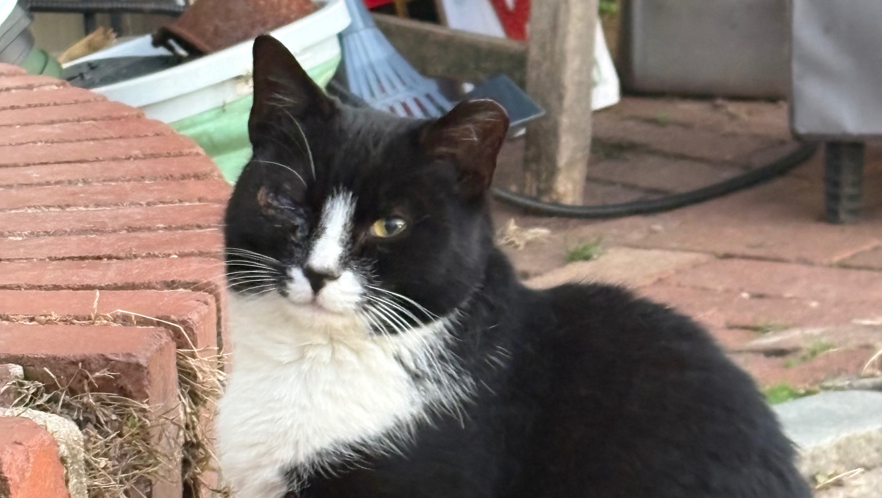 Fundraiser by Isabelle Frank : Help the Bay Shore Cat Get Vet Care