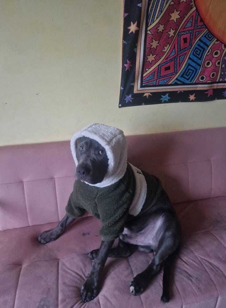 Fundraiser for Mj Coldron by Ellie-Rose Nash : Help Koda with his tail