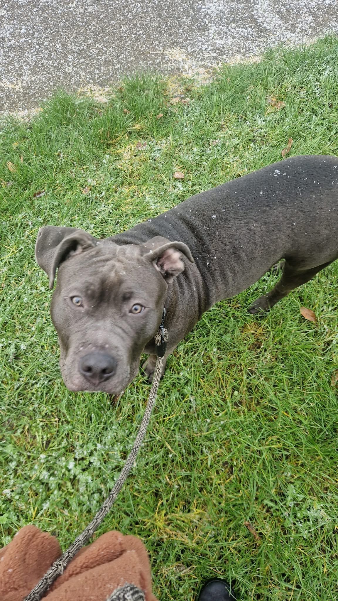 Fundraiser for Mj Coldron by Ellie-Rose Nash : Help Koda with his tail