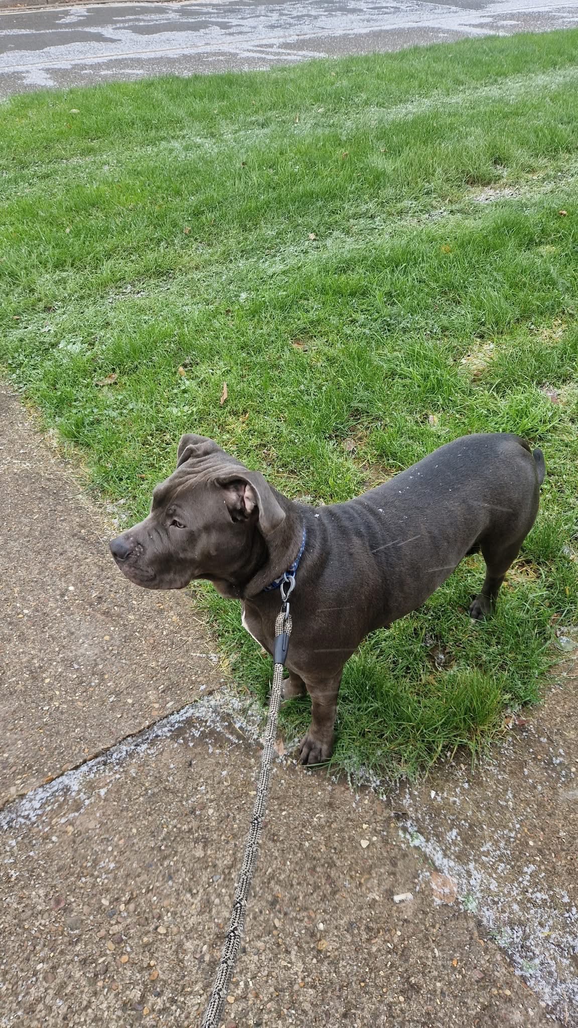 Fundraiser for Mj Coldron by Ellie-Rose Nash : Help Koda with his tail