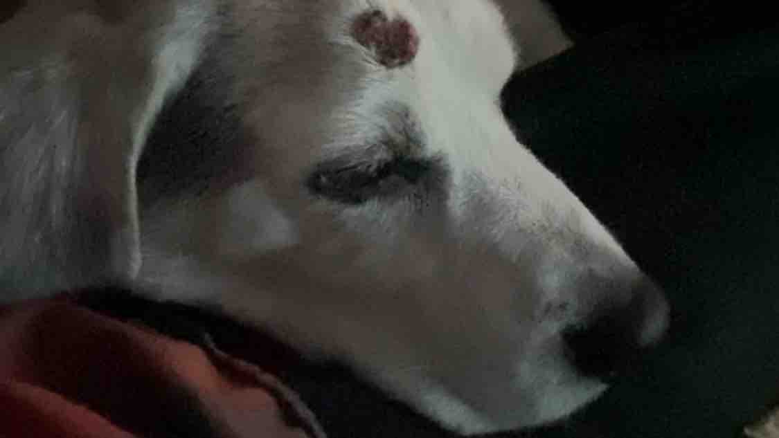 Fundraiser by Jon Hobbins : Help Max Get Surgery & Healing Care