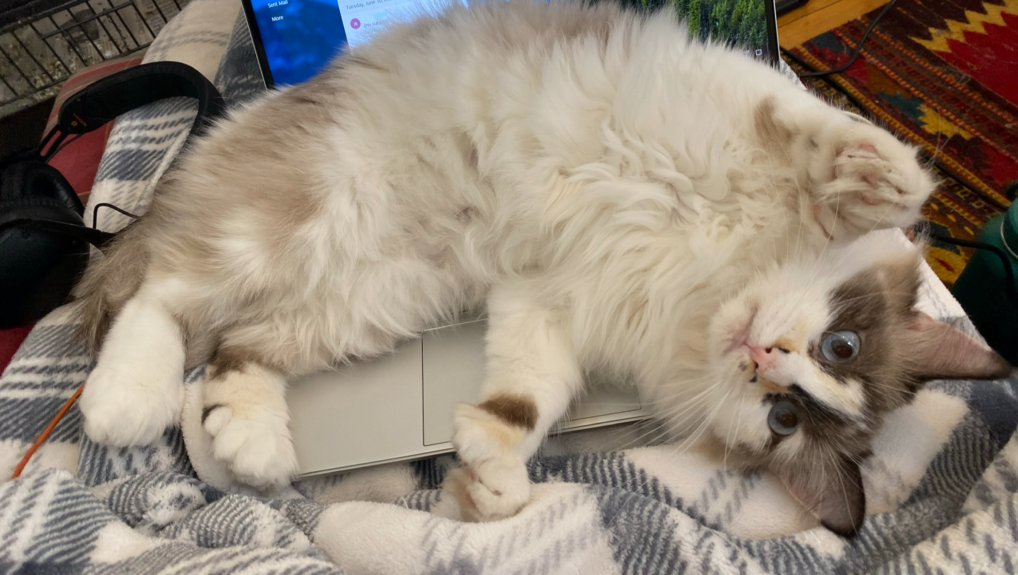 Fundraiser by Ren Wilson : Mochi Support Fund