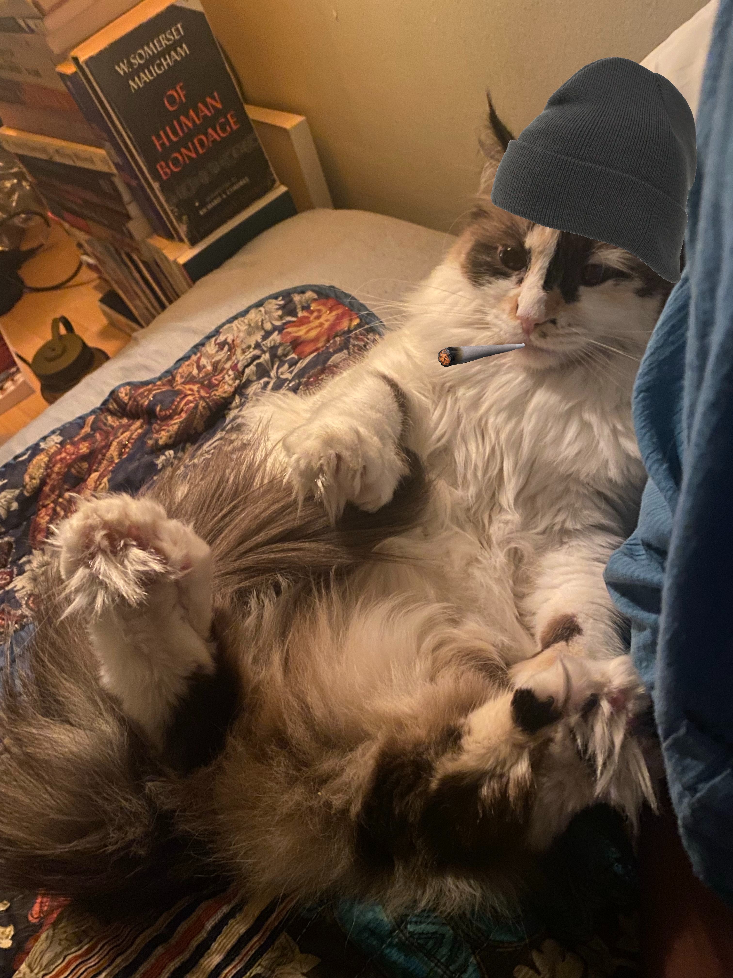 Fundraiser by Ren Wilson : Mochi Support Fund