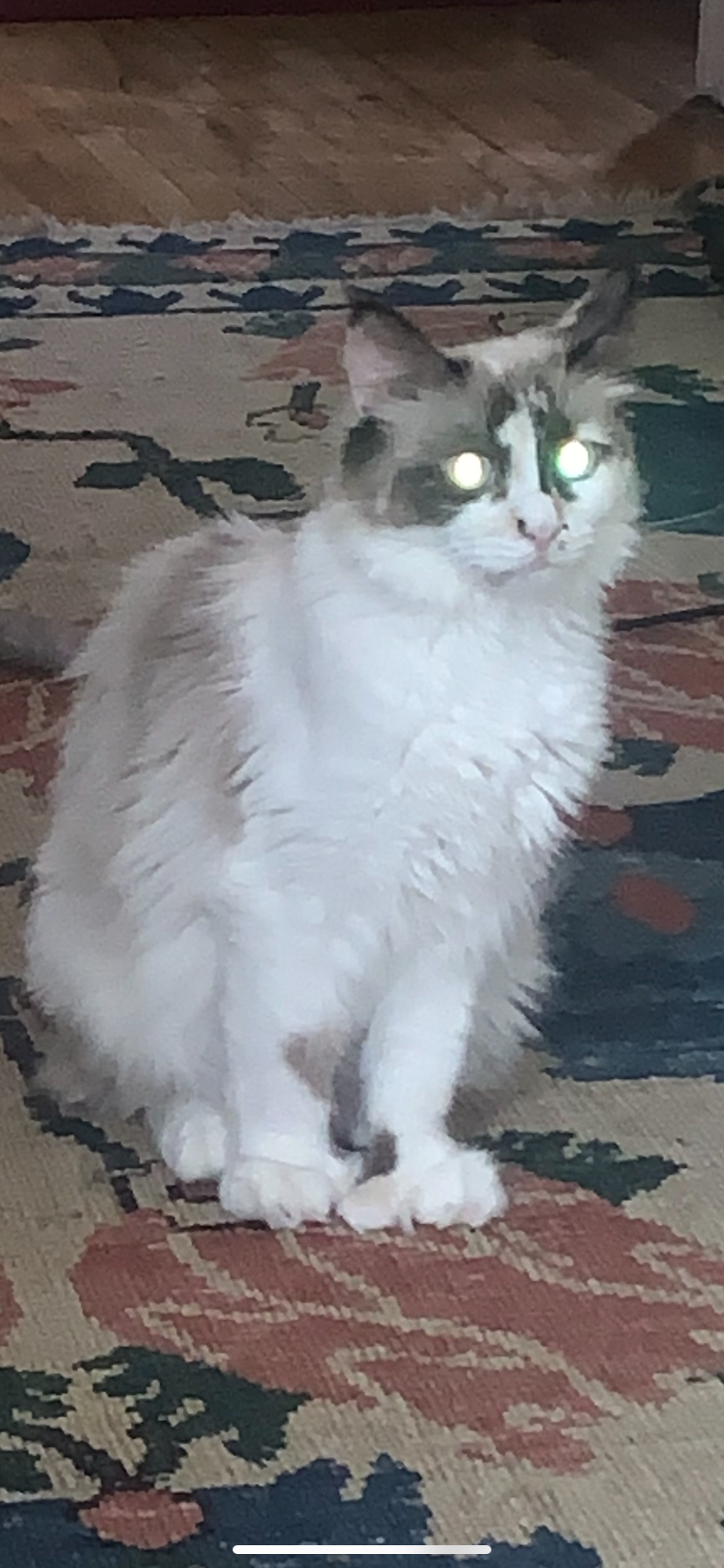 Fundraiser by Ren Wilson : Mochi Support Fund