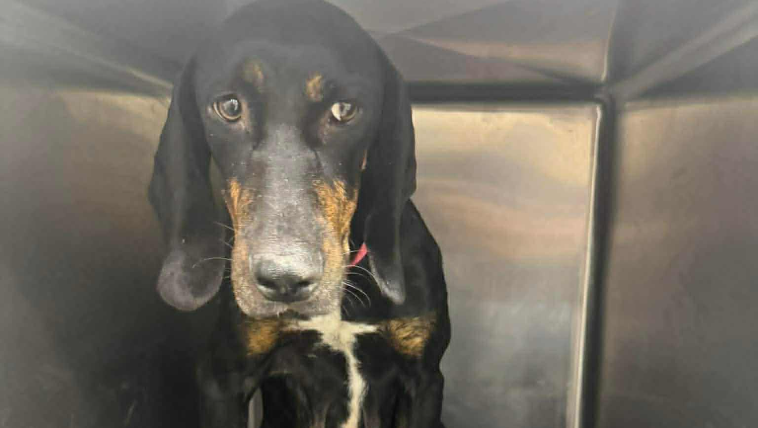 Fundraiser by Tracey Staley : Sapphire Needs our Help