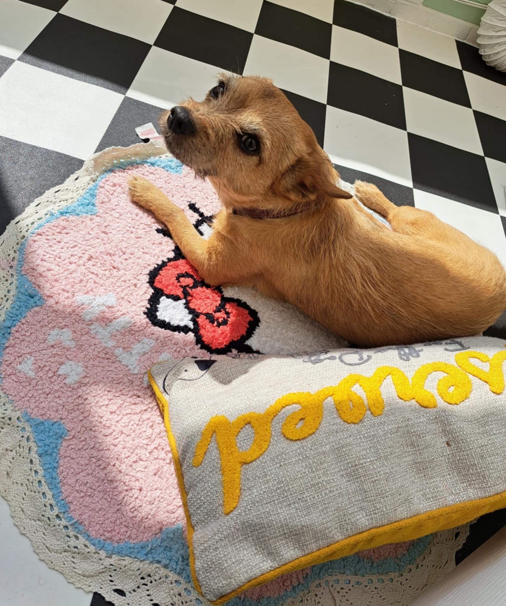 Fundraiser by Ben Skelley : Puppy Puddin operations, help save his life