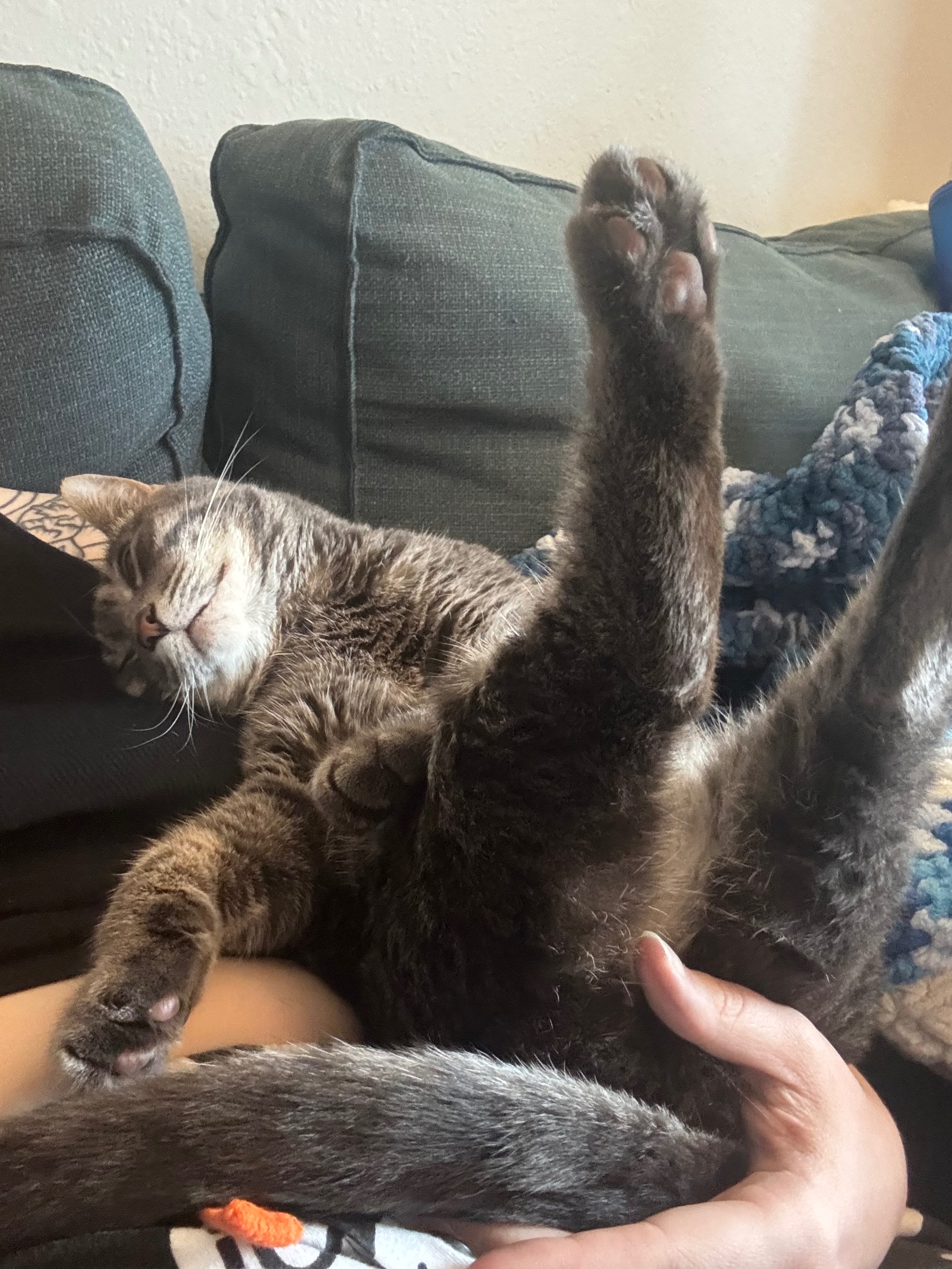 Fundraiser by River Oleander : Help Keep River and Her Cats Safe and Housed