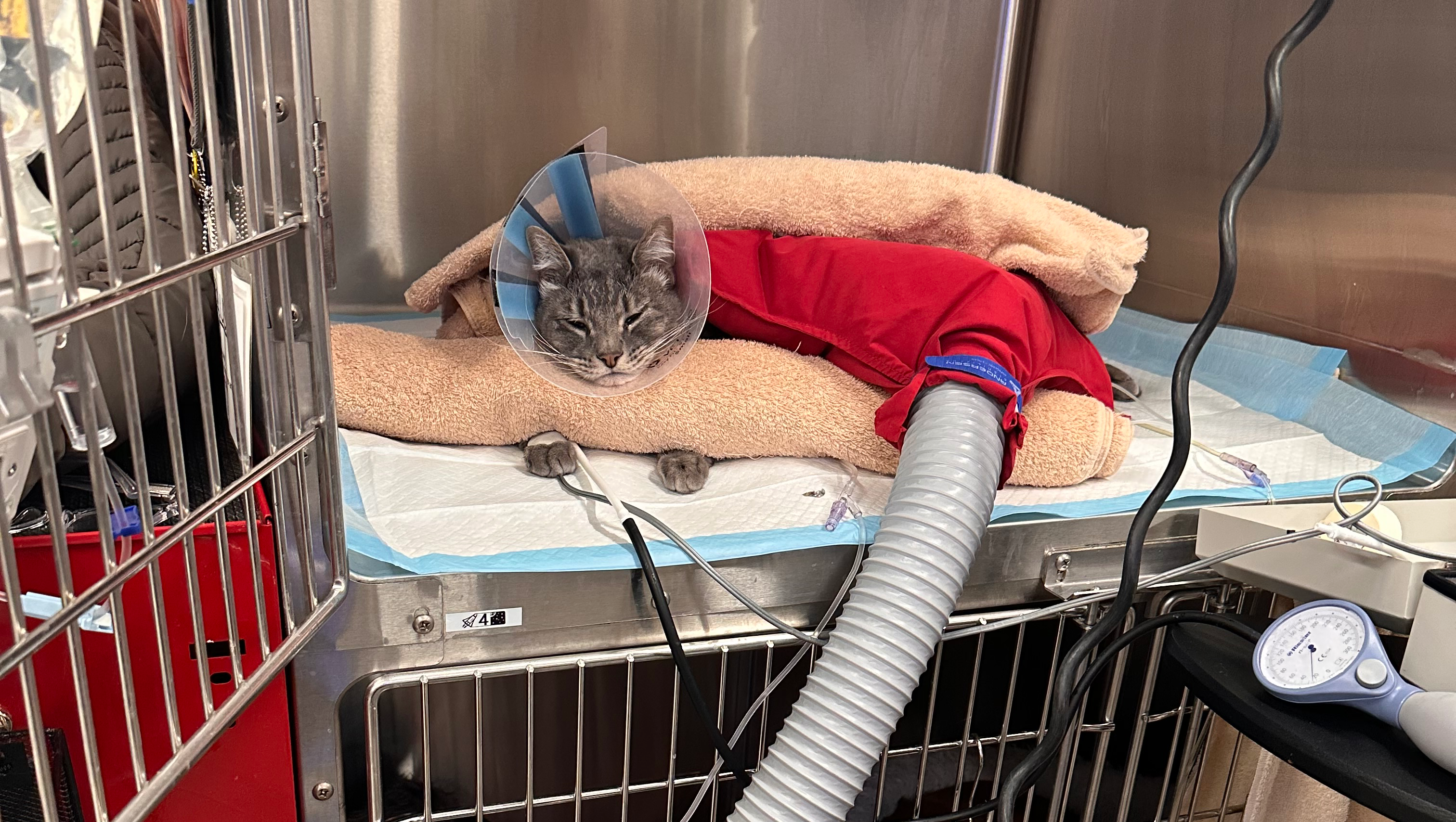 Fundraiser by Haleigh Barstow : Support My Son's Urgent Surgery Needs