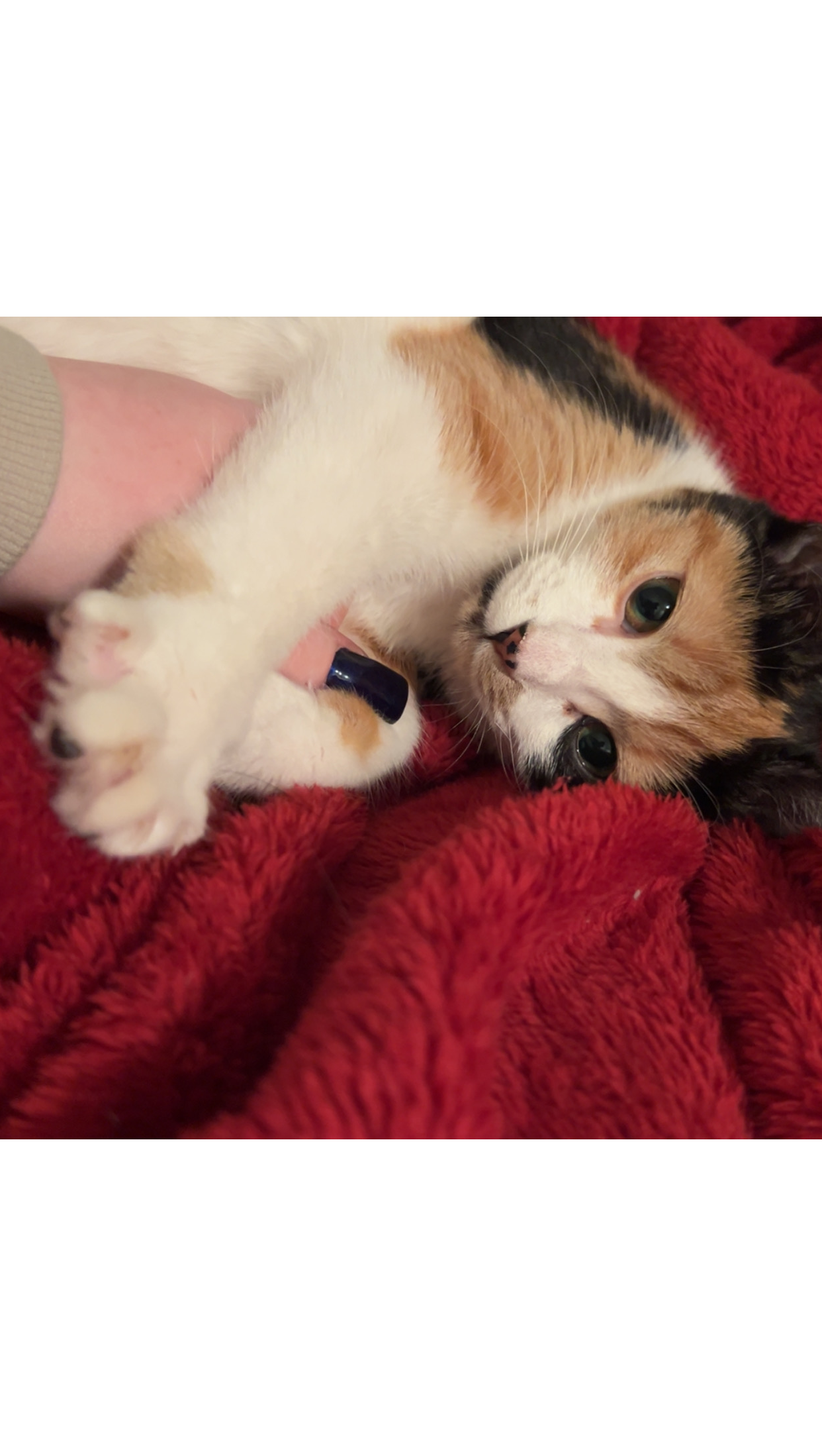 Fundraiser by Raychel Sackett : Help these sweet babies with a better ...