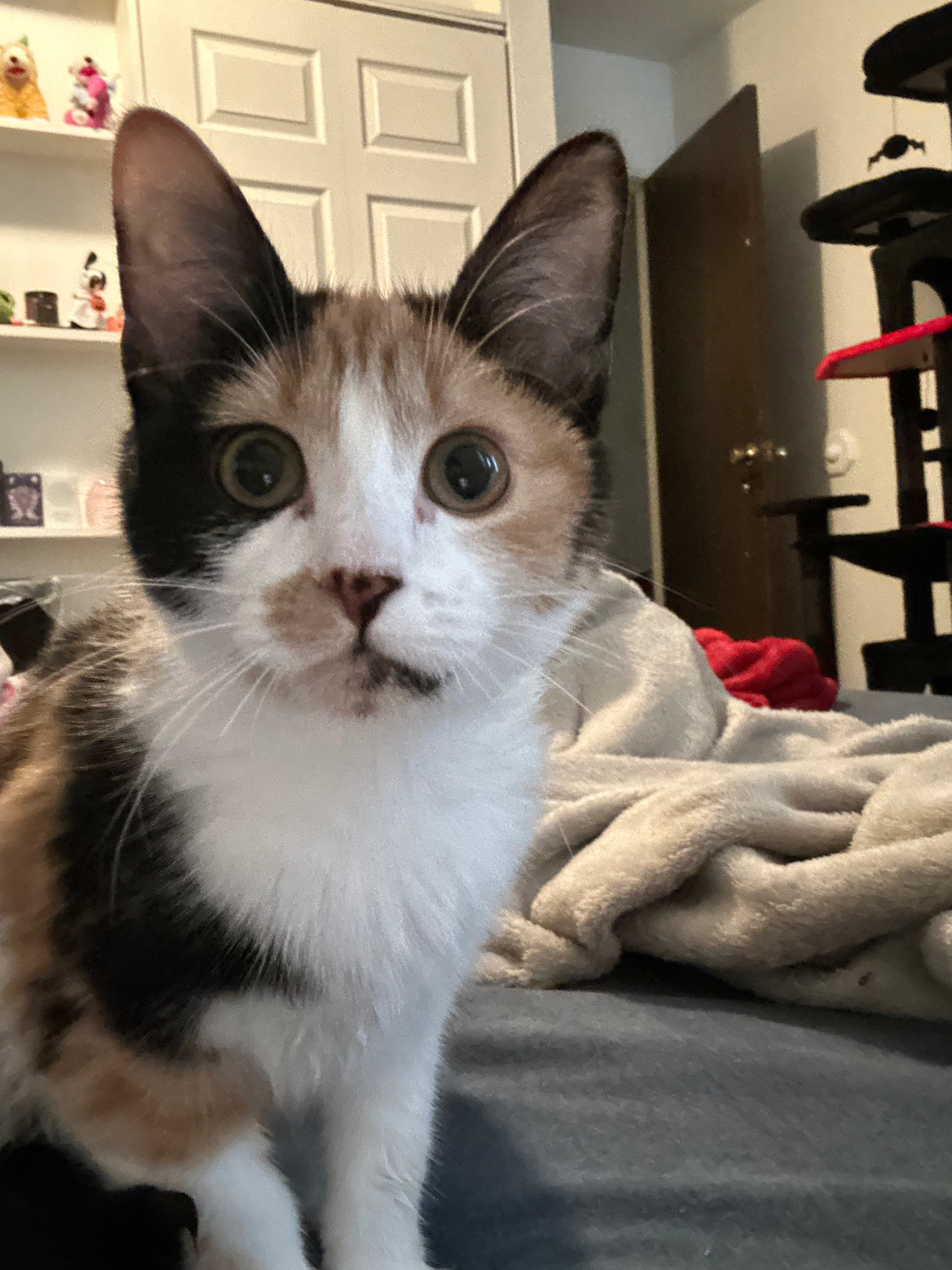 Fundraiser by Raychel Sackett : Help these sweet babies with a better ...