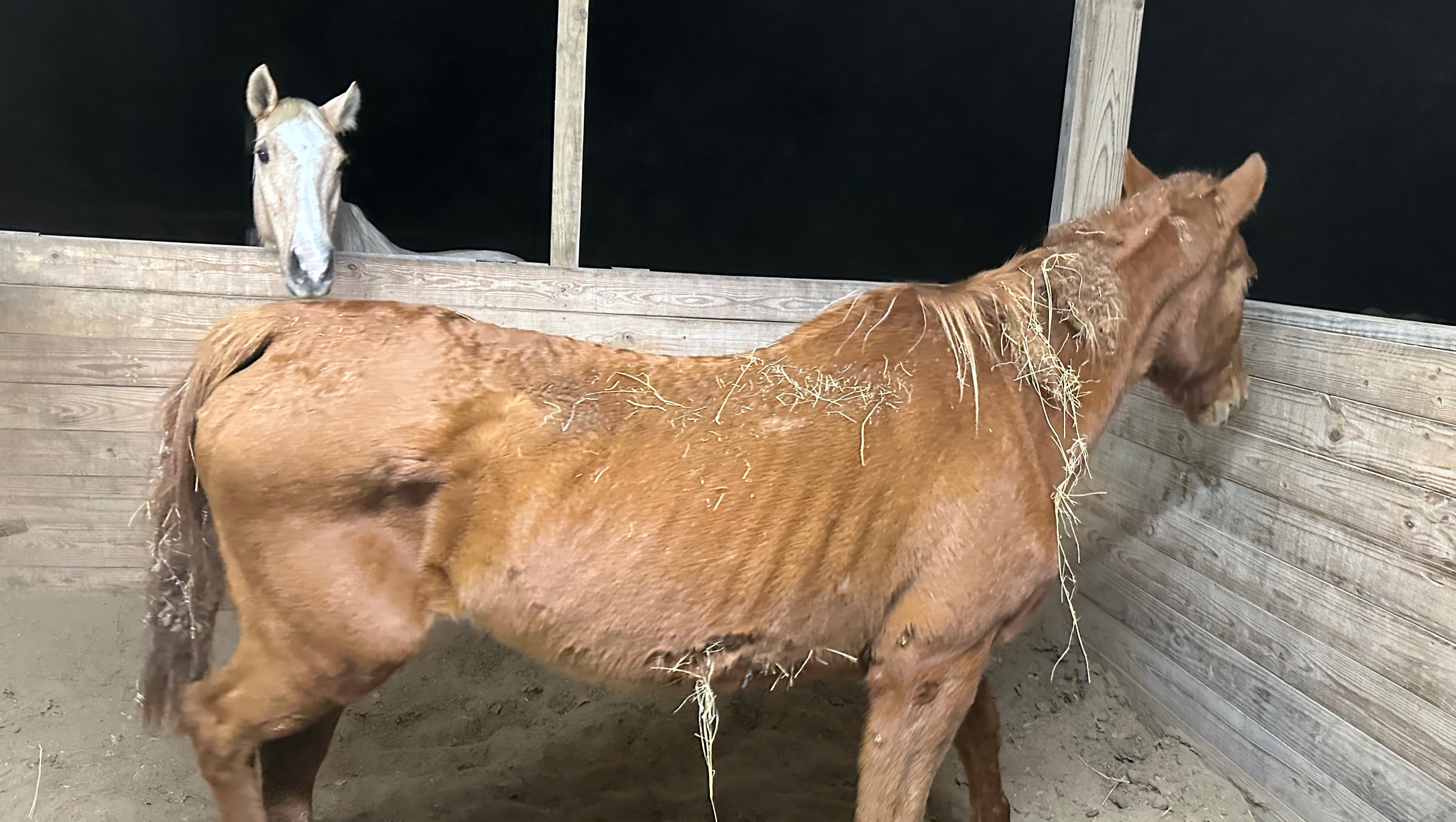 Fundraiser by Eileen OConnor : Support Browndog Farm, 501c3 nonprofit ...