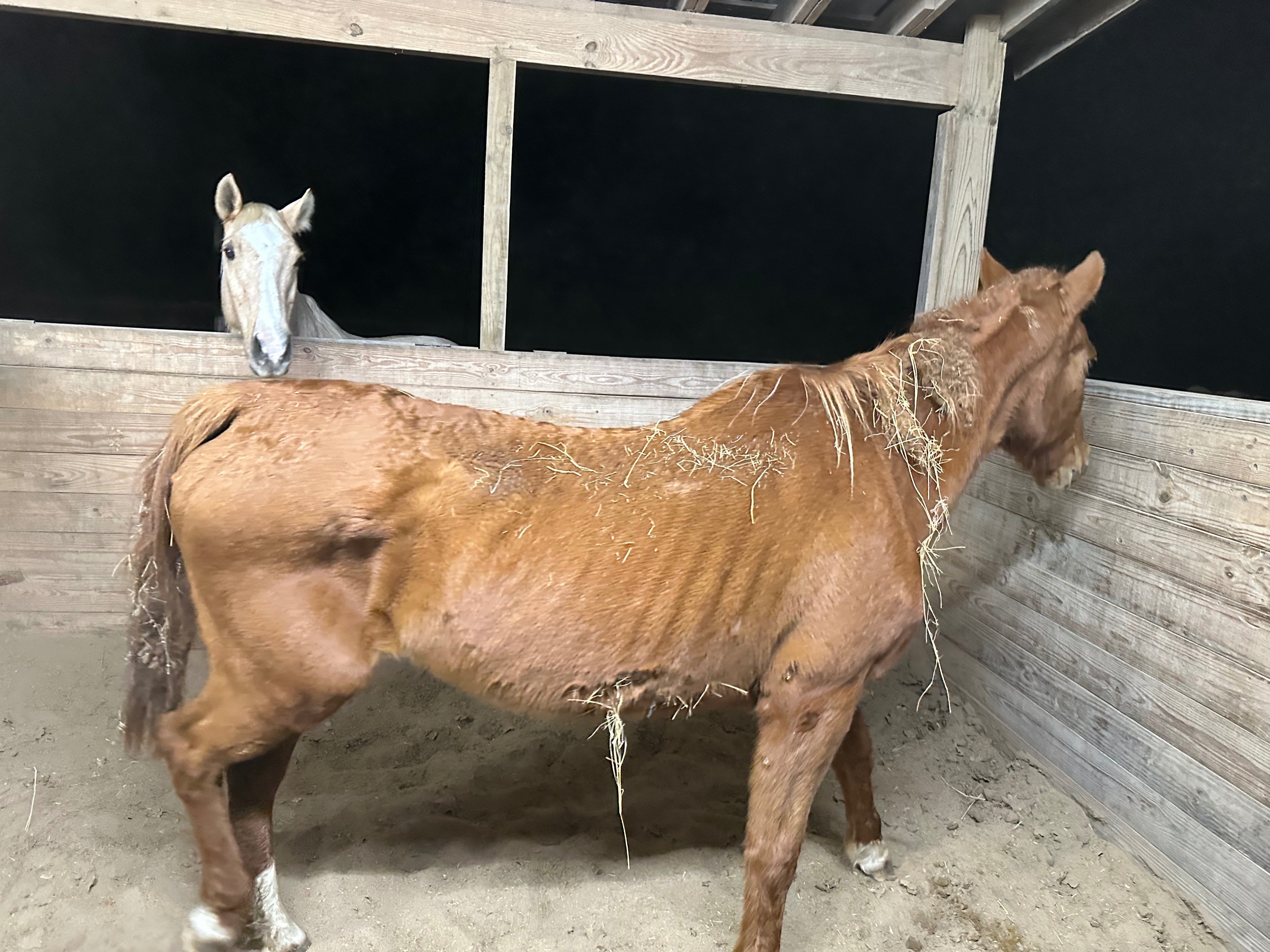 Fundraiser by Eileen OConnor : Support Browndog Farm, 501c3 nonprofit ...