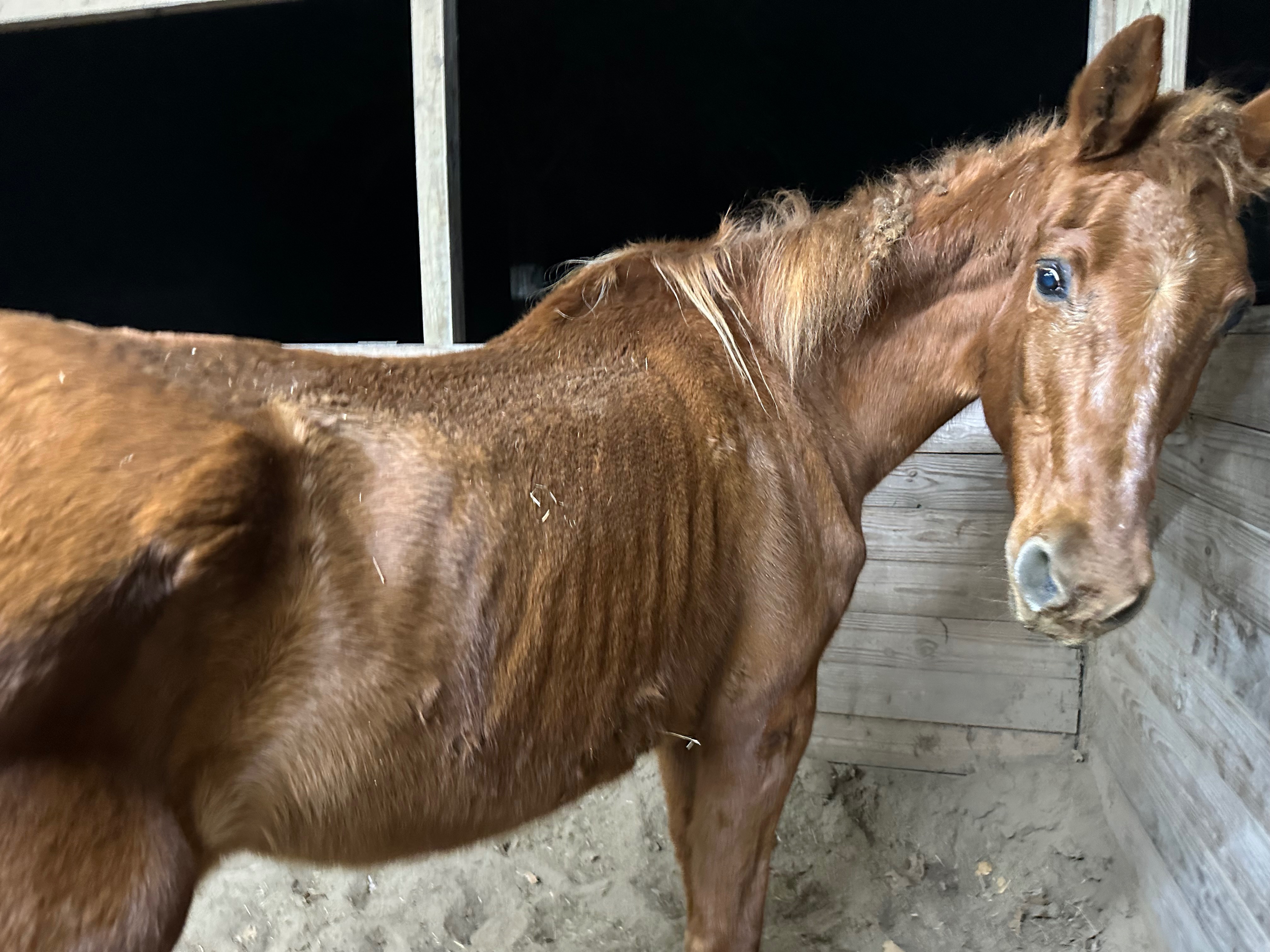 Fundraiser by Eileen OConnor : Support Browndog Farm, 501c3 nonprofit ...