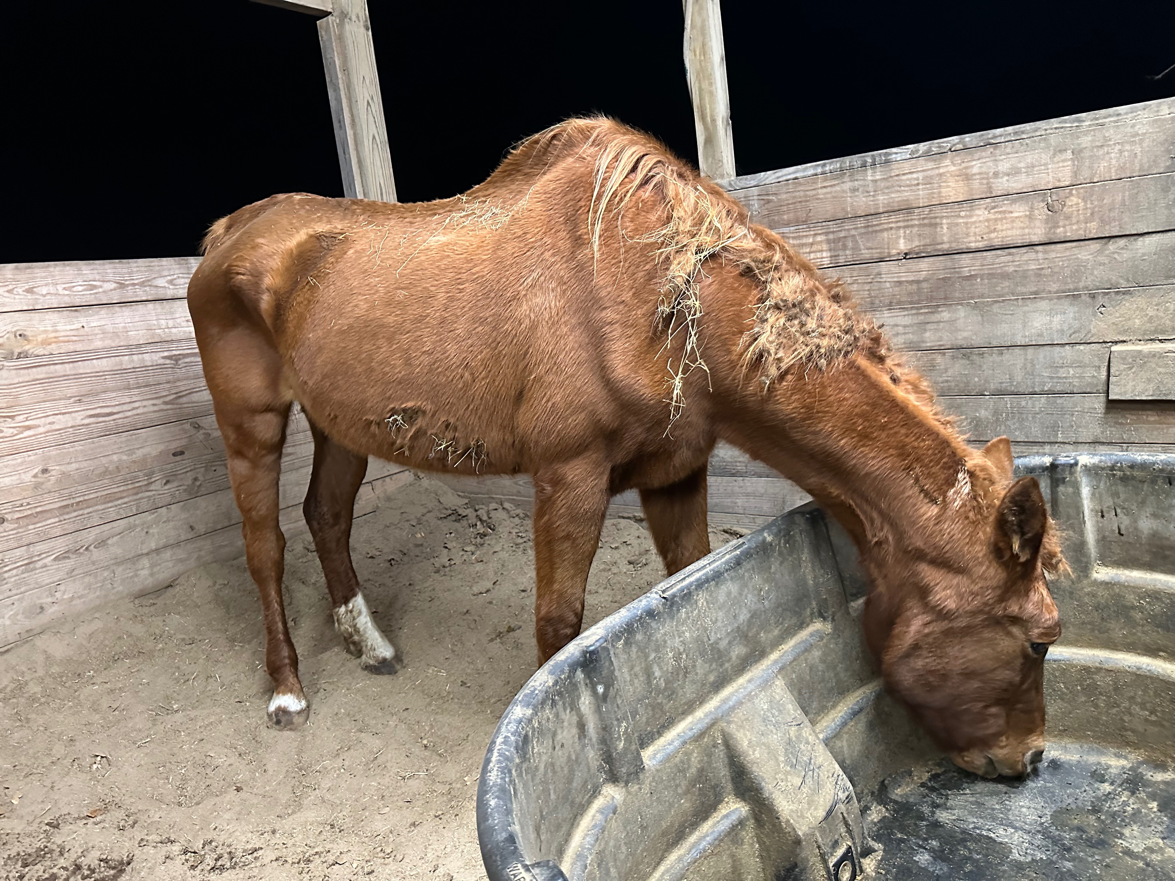 Fundraiser by Eileen OConnor : Support Browndog Farm, 501c3 nonprofit ...