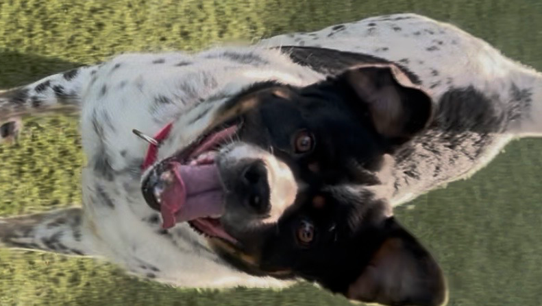 Fundraiser by Nikki boes : Megamind’s New Life Starts Now