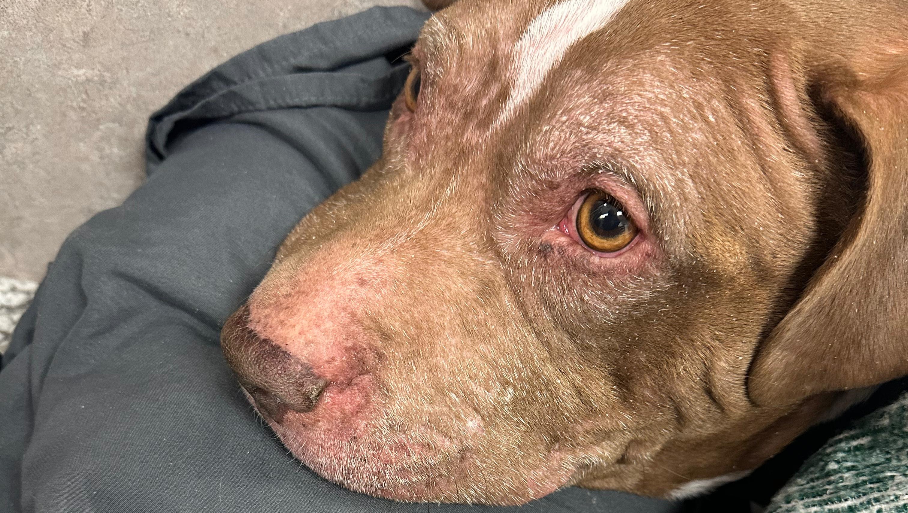 Fundraiser by Hannah Robles : Help Sammy Recover After Tragic Injury