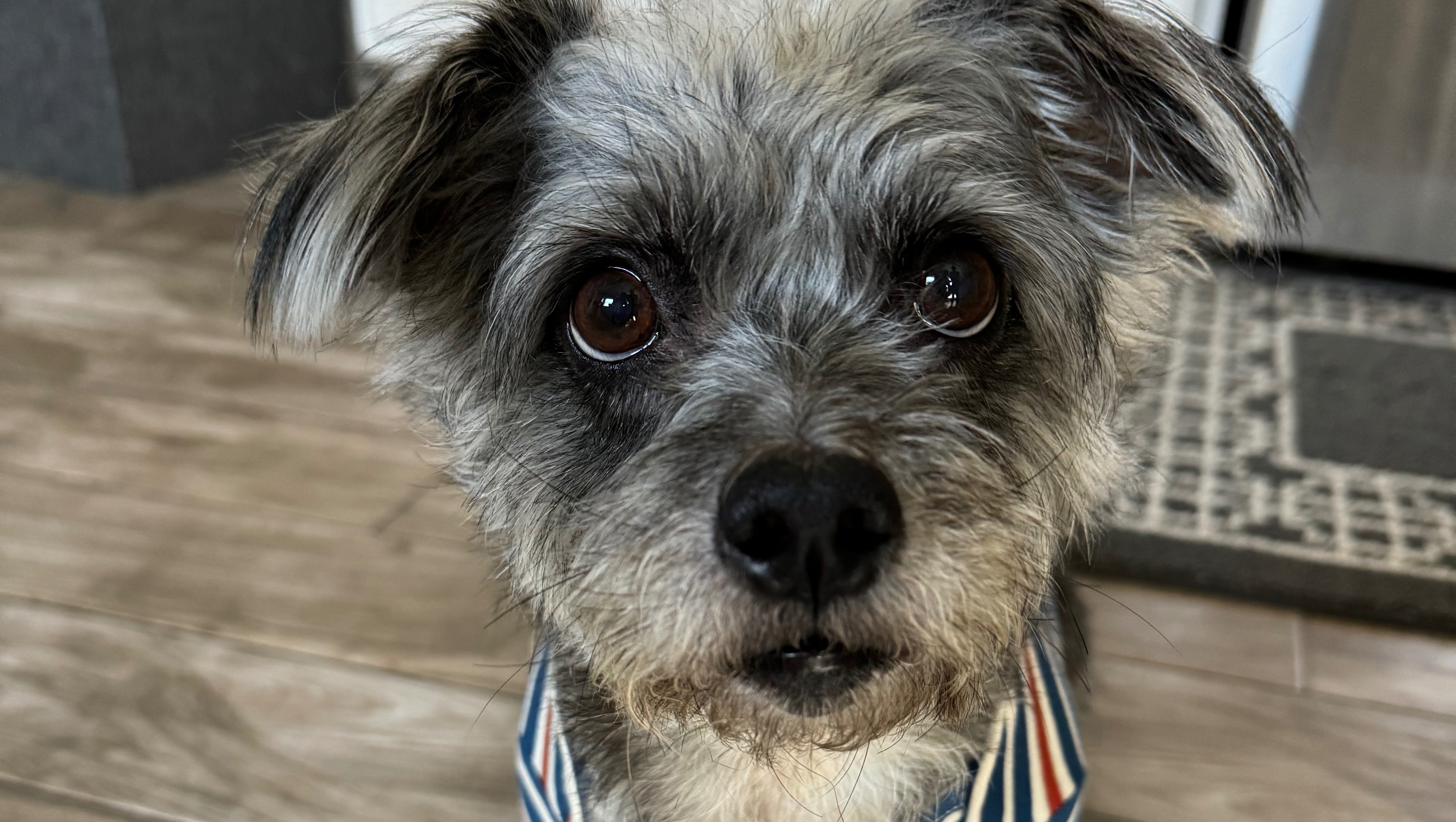 Fundraiser by Kala Southwell : Help Milo Get Life-Saving Surgery