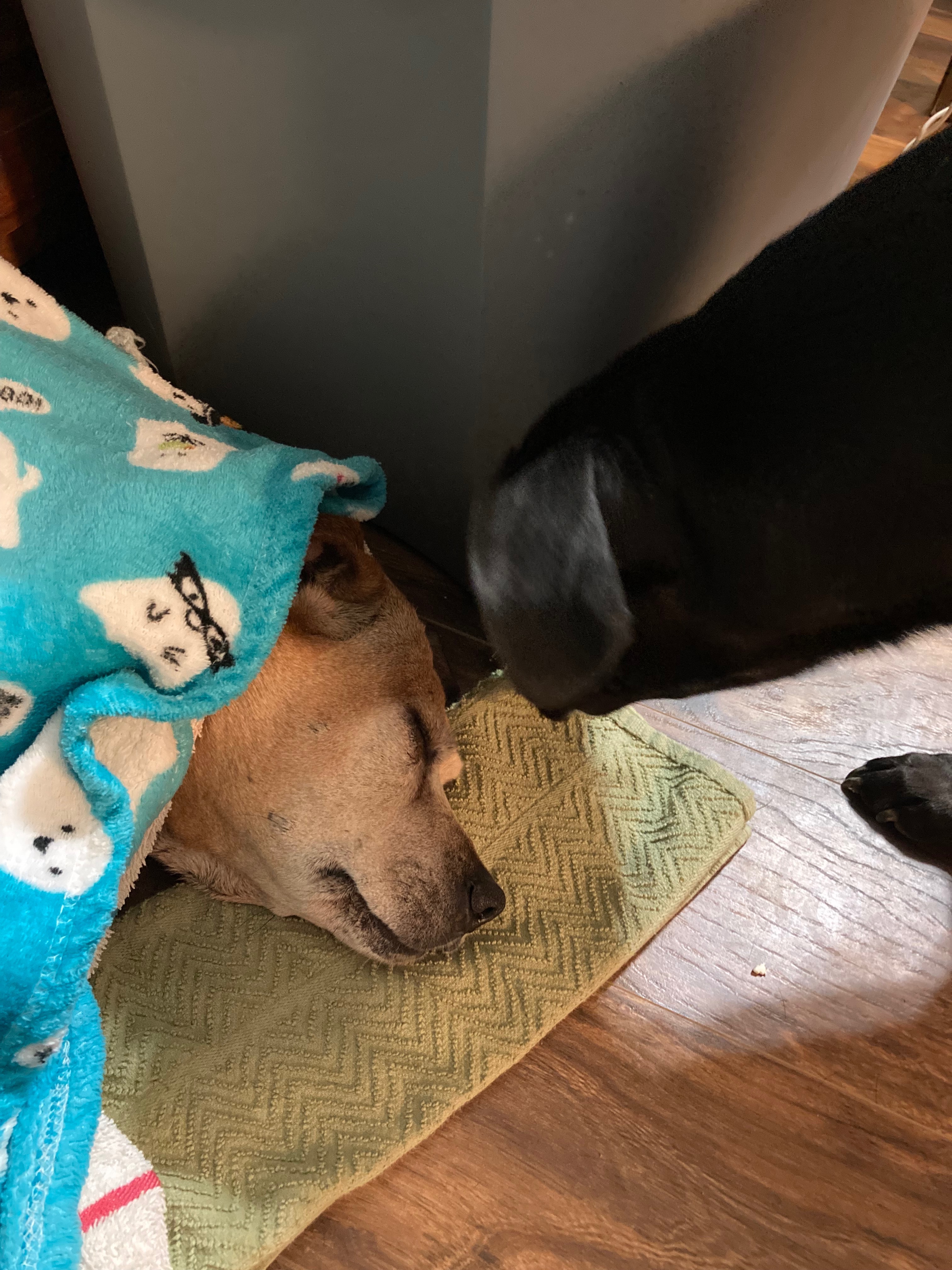 Fundraiser by Lakyn Swindler : Help Halo Recover After Attack