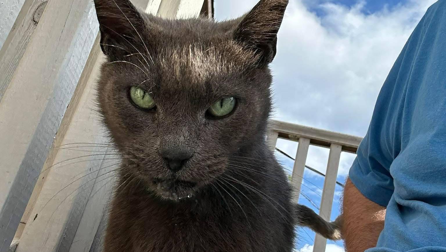 Fundraiser by paul drake : Help Keep the Lights On for a Cat Dad in Need