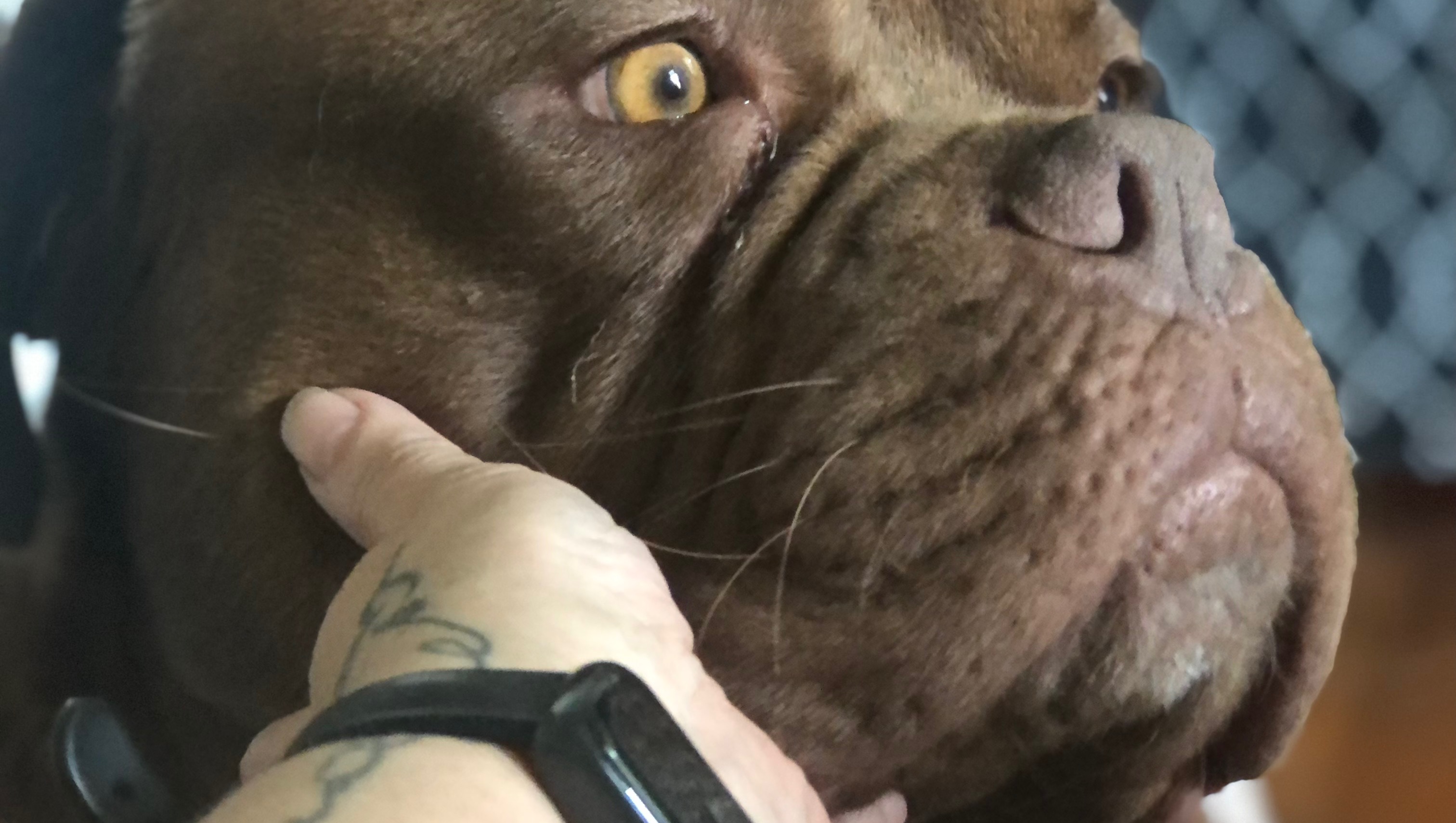 Fundraiser by Sherri Inskeep-Lewis : Help Moose Stay with Sherri ...
