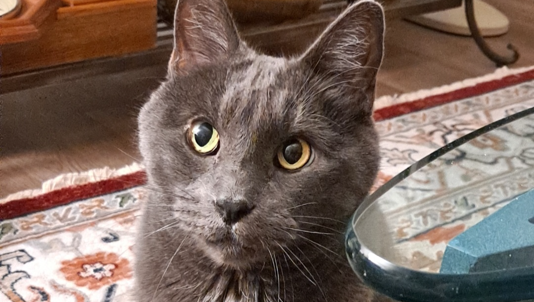 Fundraiser by Janice Bauer : Support Janice and Leonard with Vet Bills