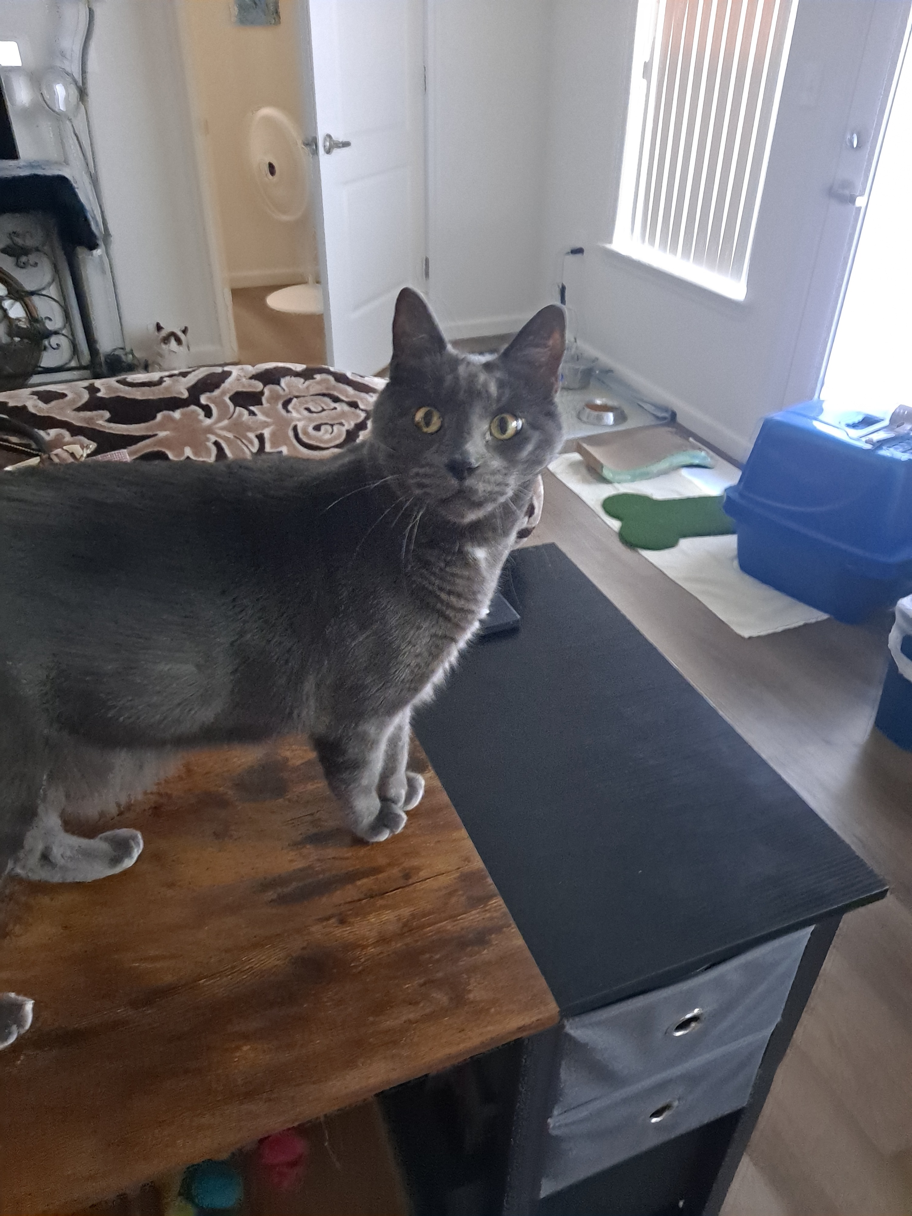 Fundraiser by Janice Bauer : Support Janice and Leonard with Vet Bills