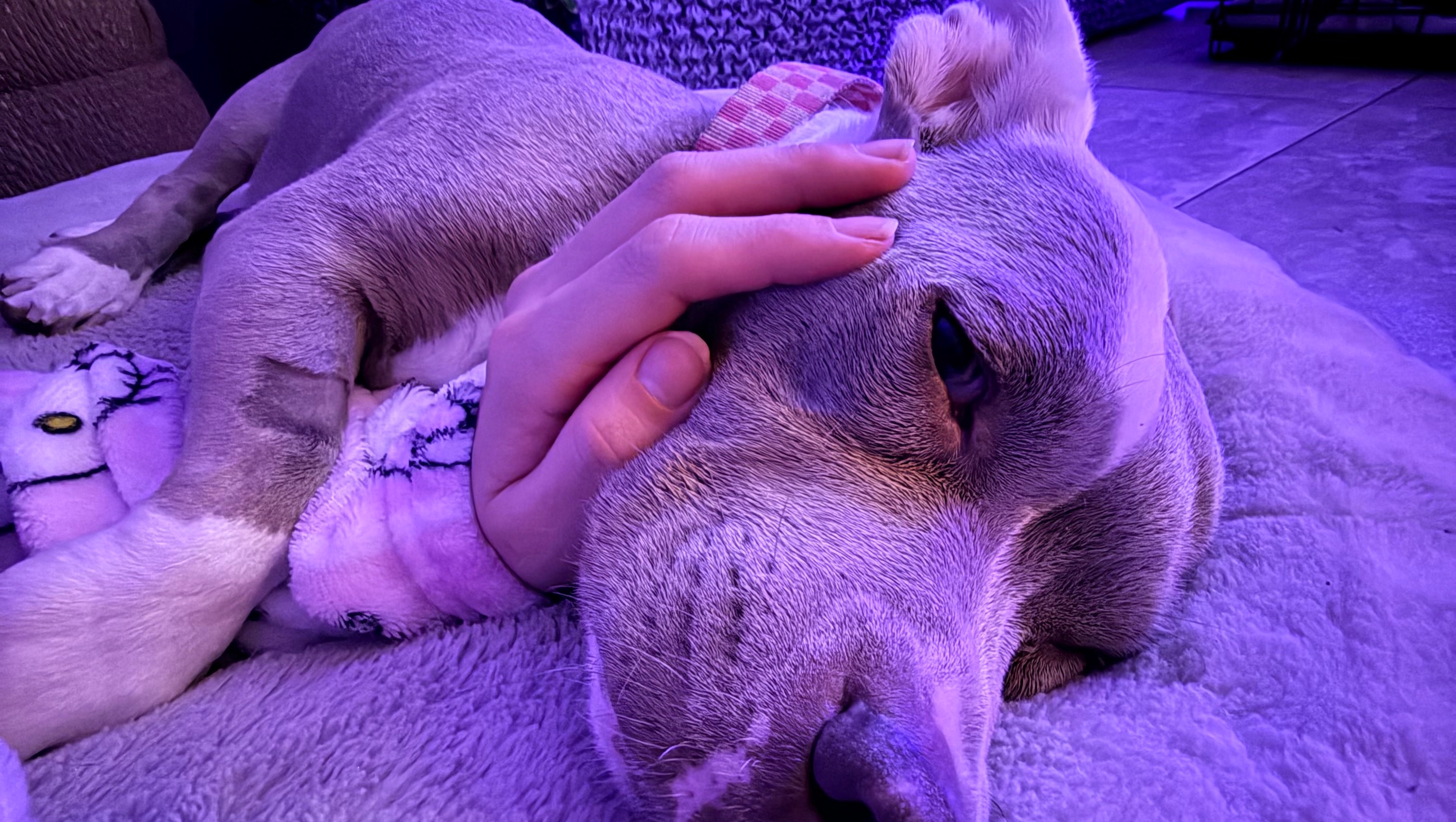 Fundraiser by Marissa Bernal : Help Blair Recover After Emergency Surgery