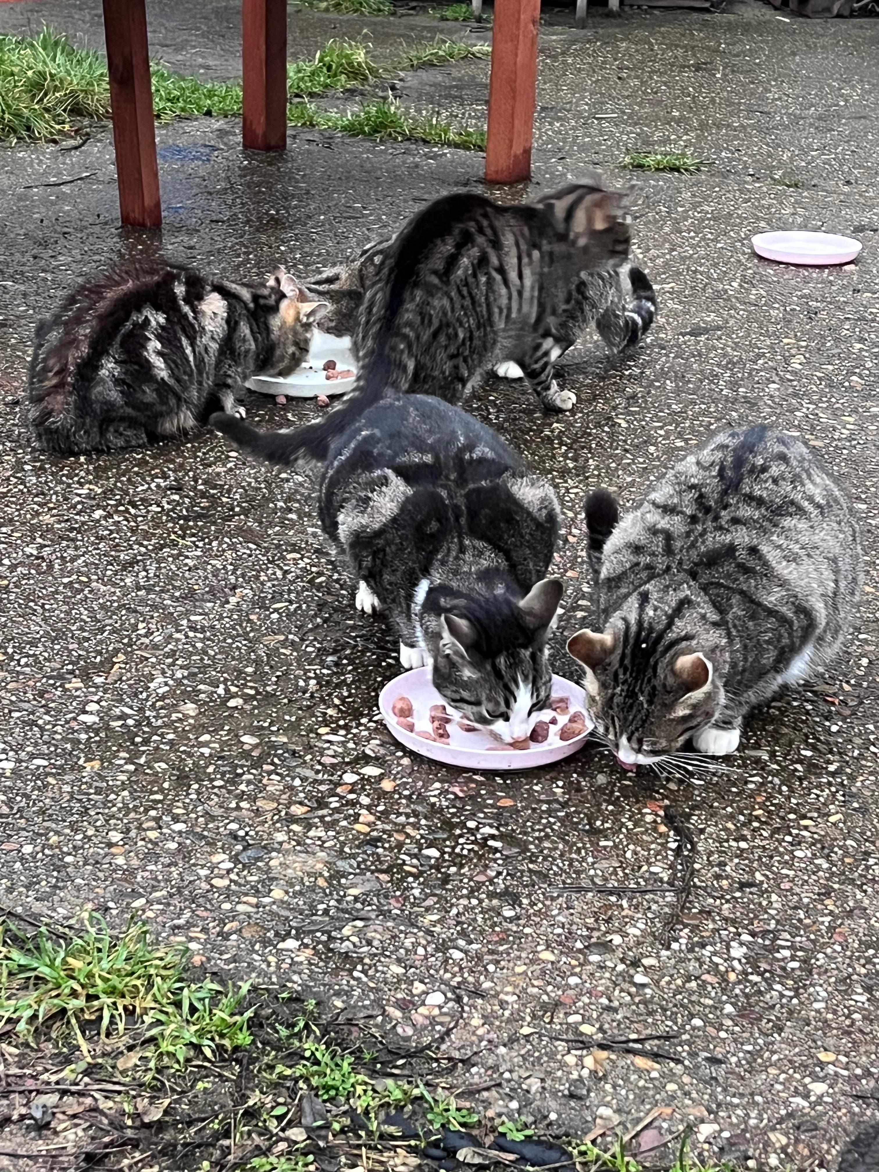 Fundraiser by Lisa Kiwitt : Futter für Buckower Straßenkatzen