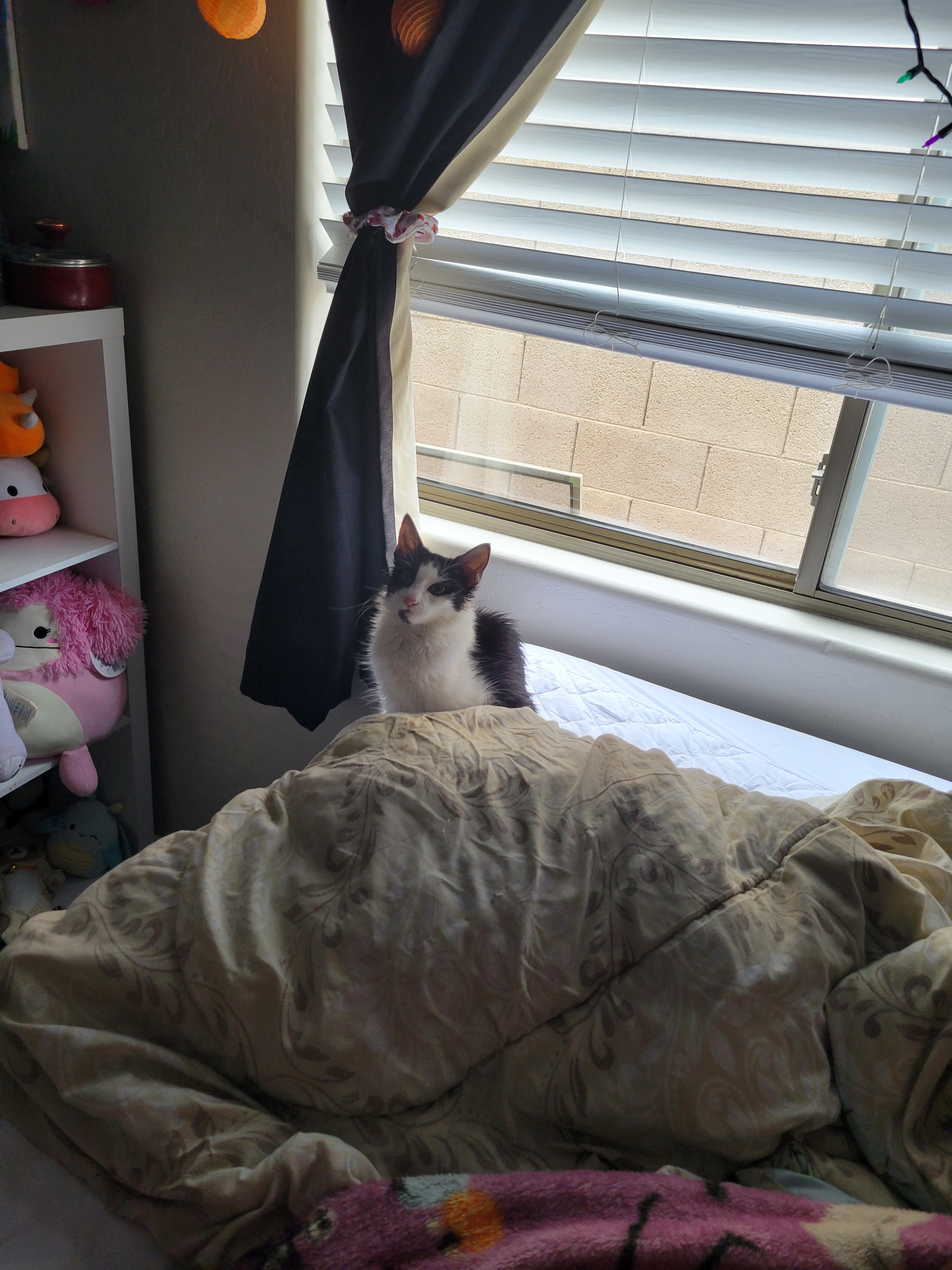 Fundraiser by Whitney Bailey : Support for Bailey Pets' Medical Emergencies