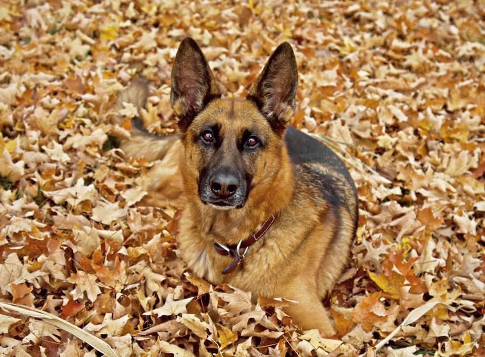 Fundraiser by Rachel Duckworth : Help Maya Get Medical Care for Megacolon