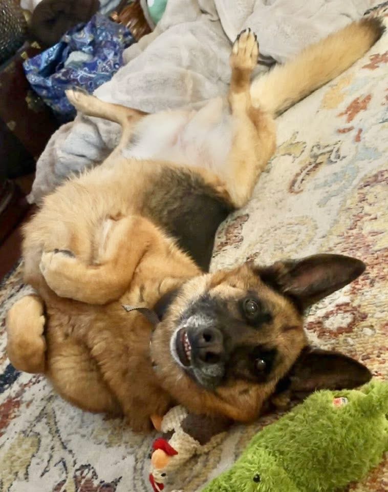Fundraiser by Rachel Duckworth : Help Maya Get Medical Care for Megacolon