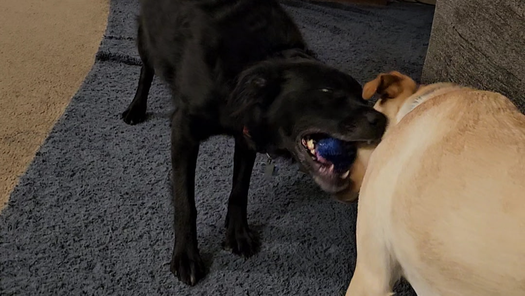 Fundraiser by Edie Kausch : Support Lisa and Her Dogs While She Heals