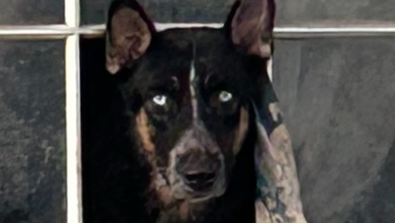 Fundraiser by Sara Barrera : Help Save 27 Dogs from Euthanasia in ...