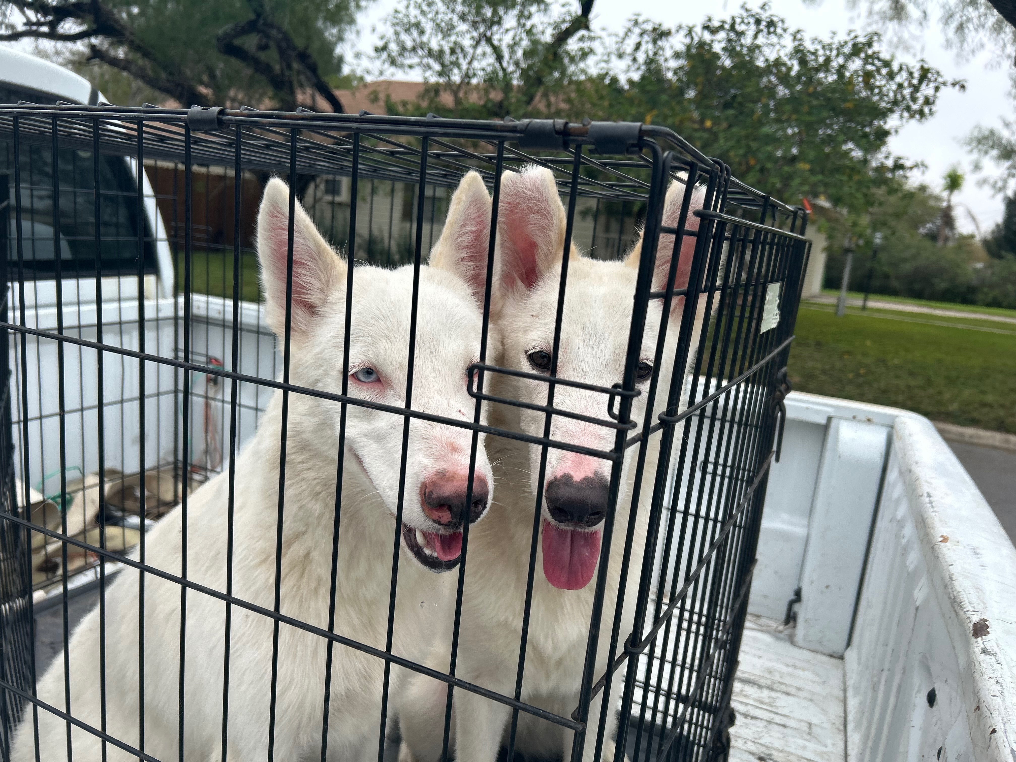 Fundraiser by Sara Barrera : Help Save 27 Dogs from Euthanasia in ...