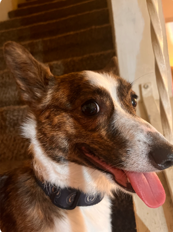 Fundraiser by Ashley Merriam : Help Violet the Corgi Walk Again