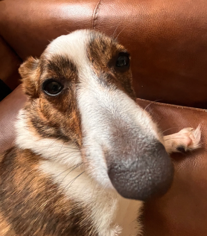 Fundraiser by Ashley Merriam : Help Violet the Corgi Walk Again