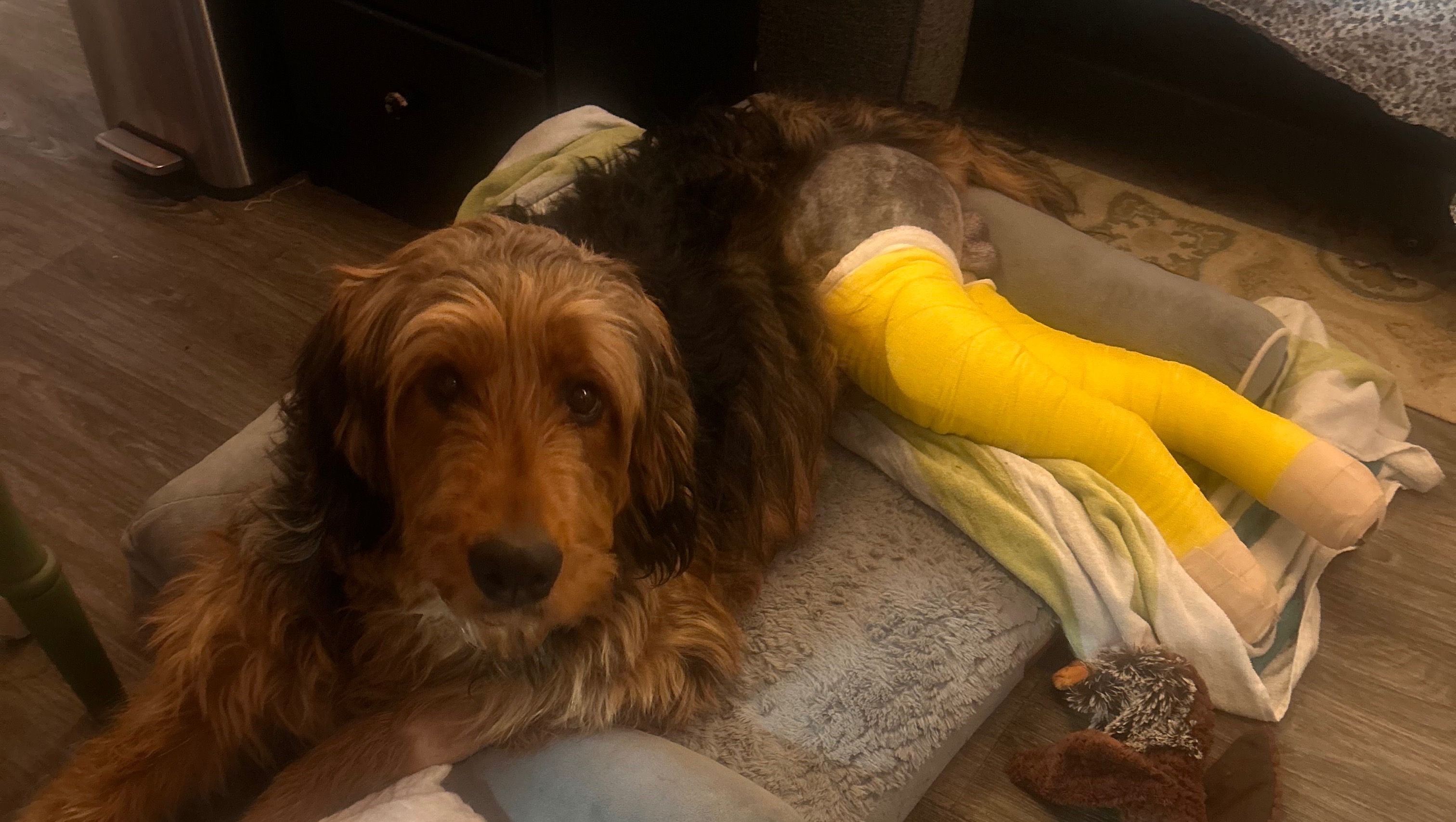 Fundraiser by Grace Lund : Help Stanley Walk Again