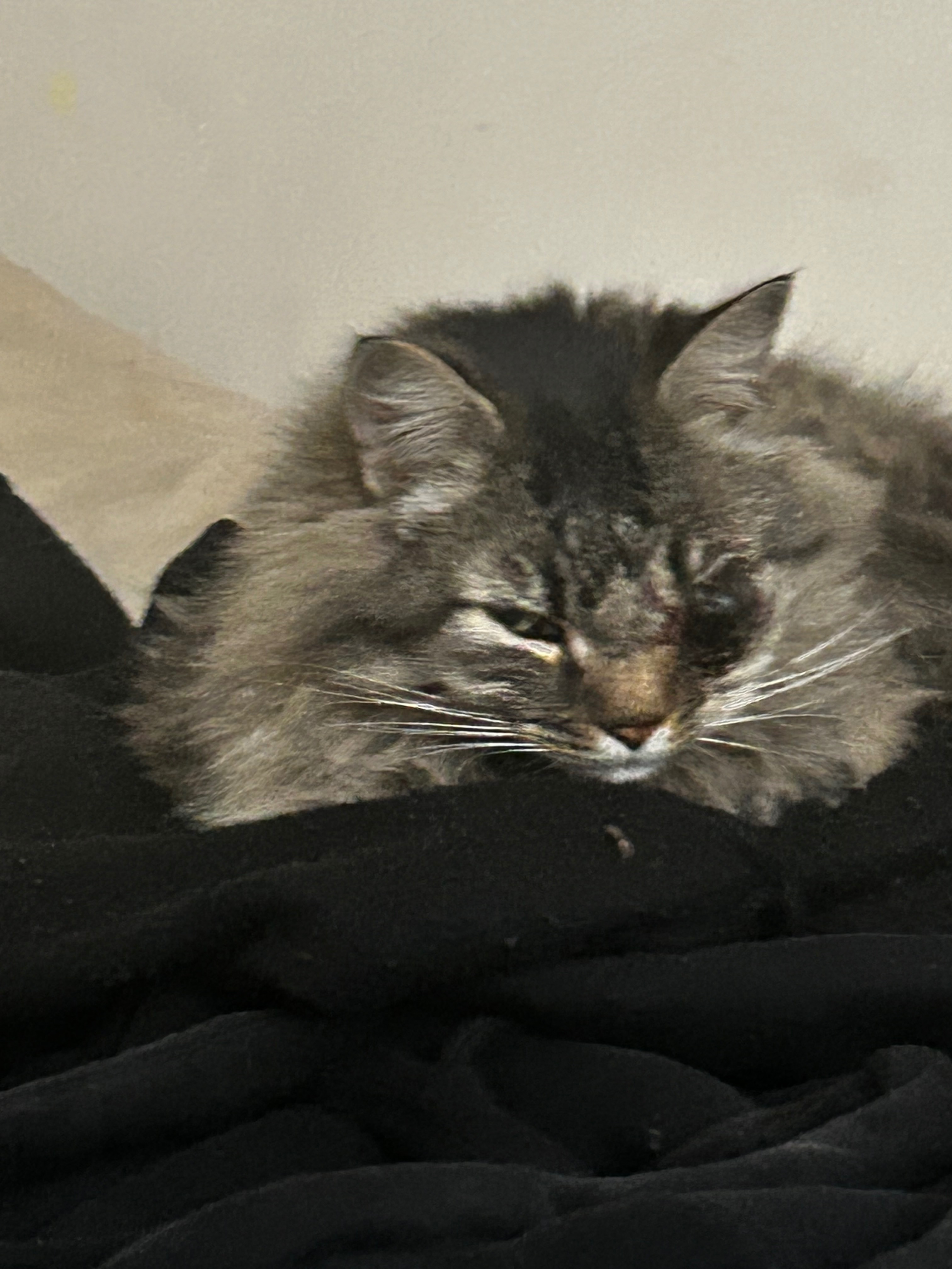 Fundraiser for Y'na Evans by Nora Evans : Help My Cat Get Urgent Eye Care