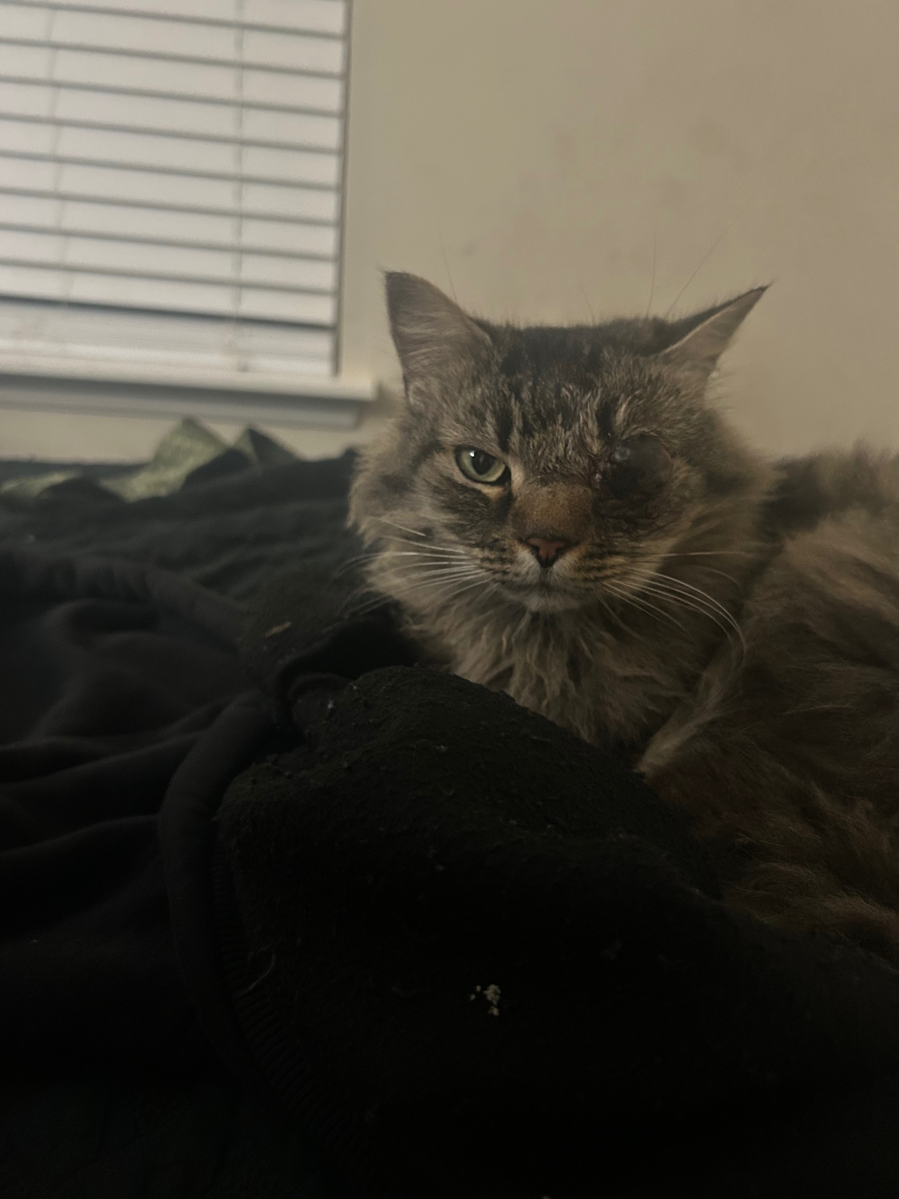 Fundraiser for Y'na Evans by Nora Evans : Help My Cat Get Urgent Eye Care