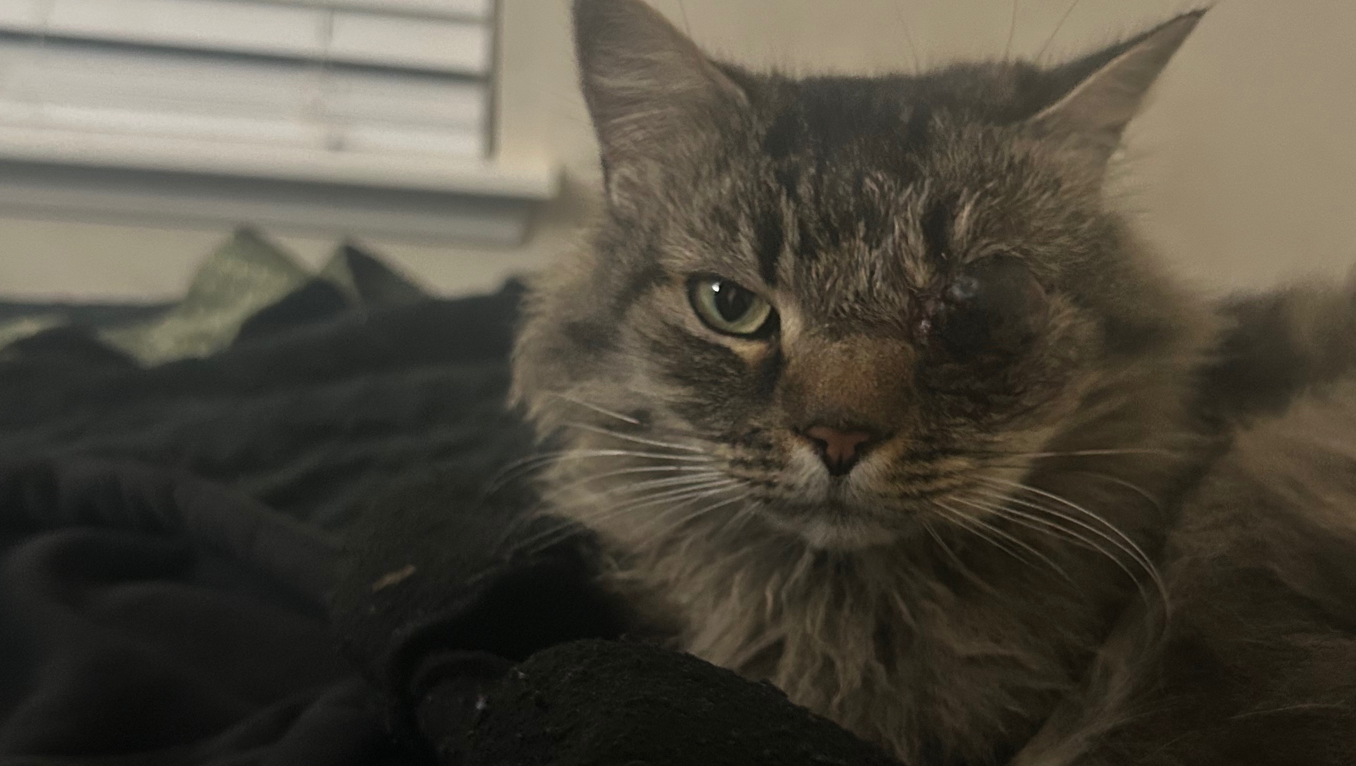 Fundraiser for Y'na Evans by Nora Evans : Help My Cat Get Urgent Eye Care