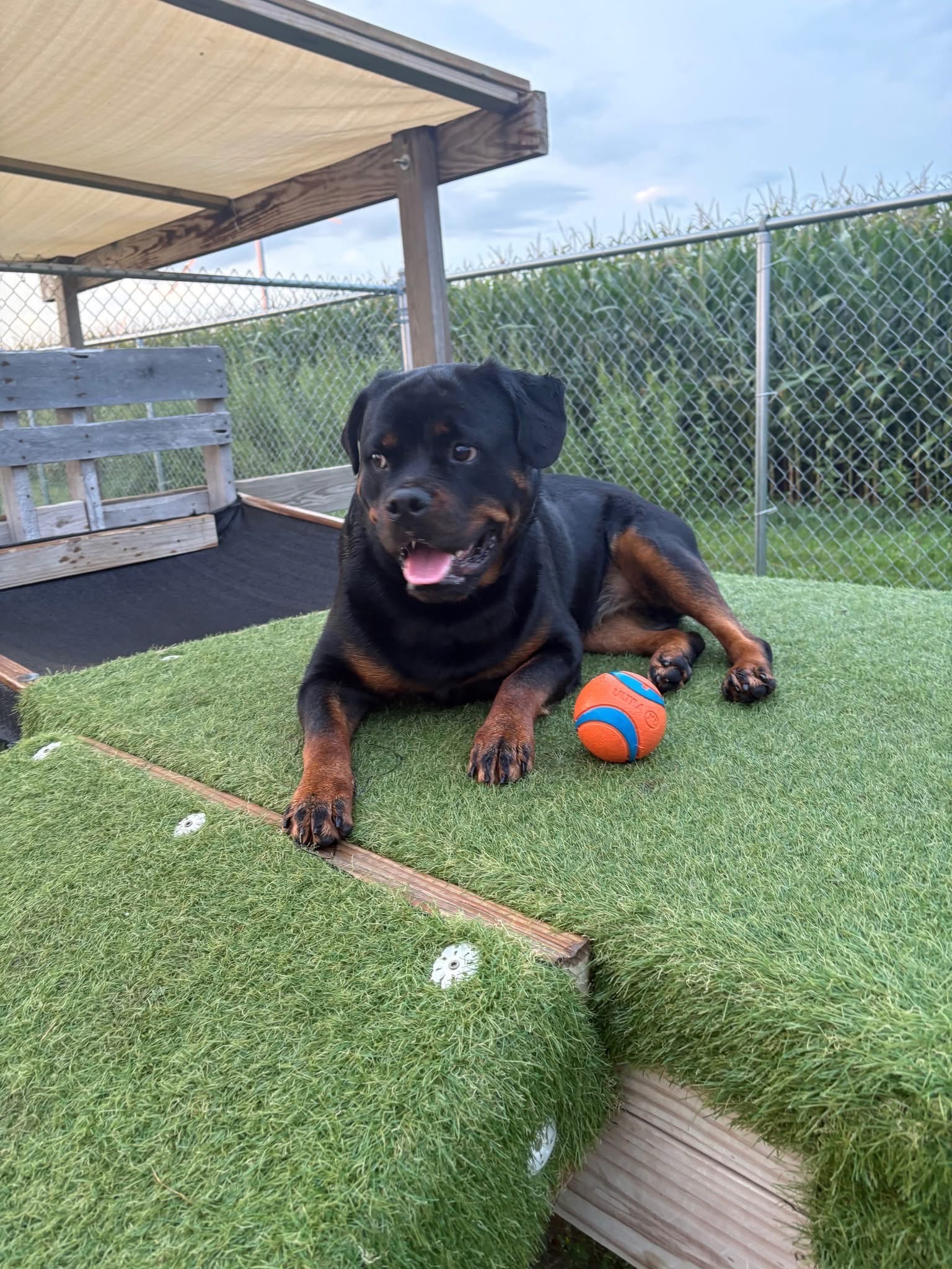 Fundraiser by Savion Haywood : Support Raven's Journey to Health