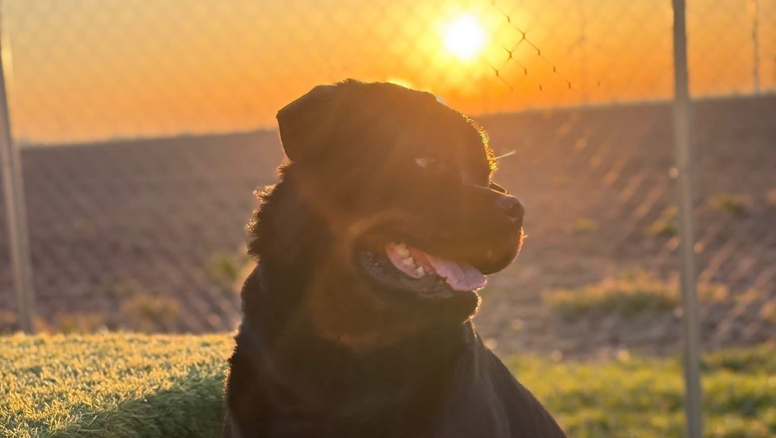 Fundraiser by Savion Haywood : Support Raven's Journey to Health